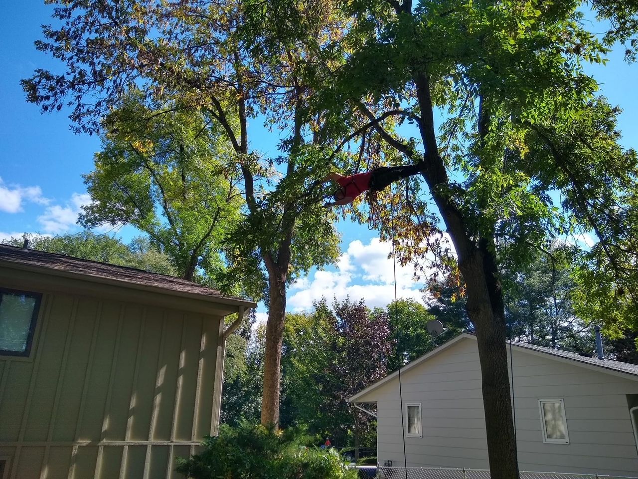 Tree Care Gallery | Minneapolis, MN | Arbor Tree Service