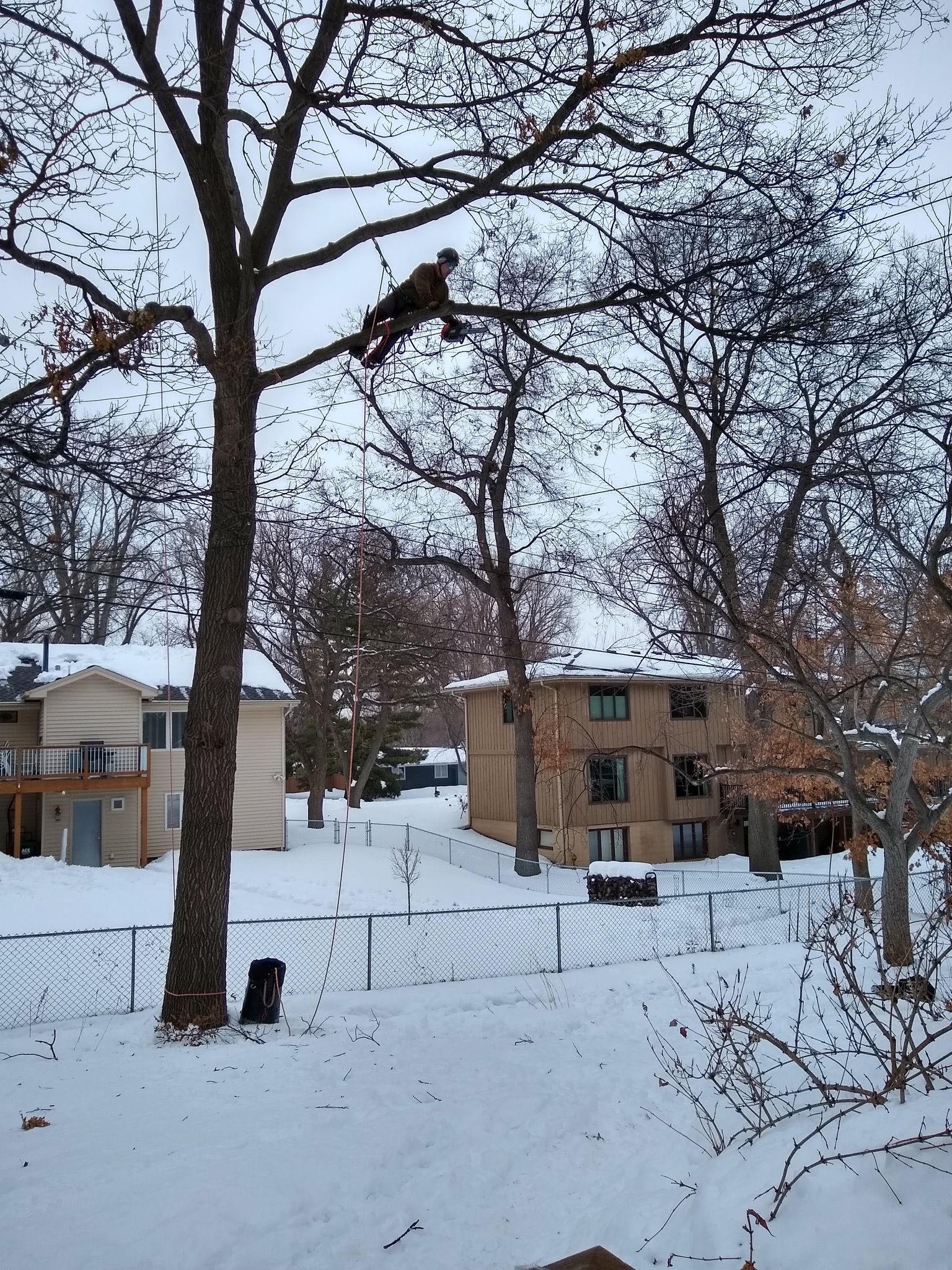 Tree Care Services | Minneapolis, MN | Arbor Tree Service