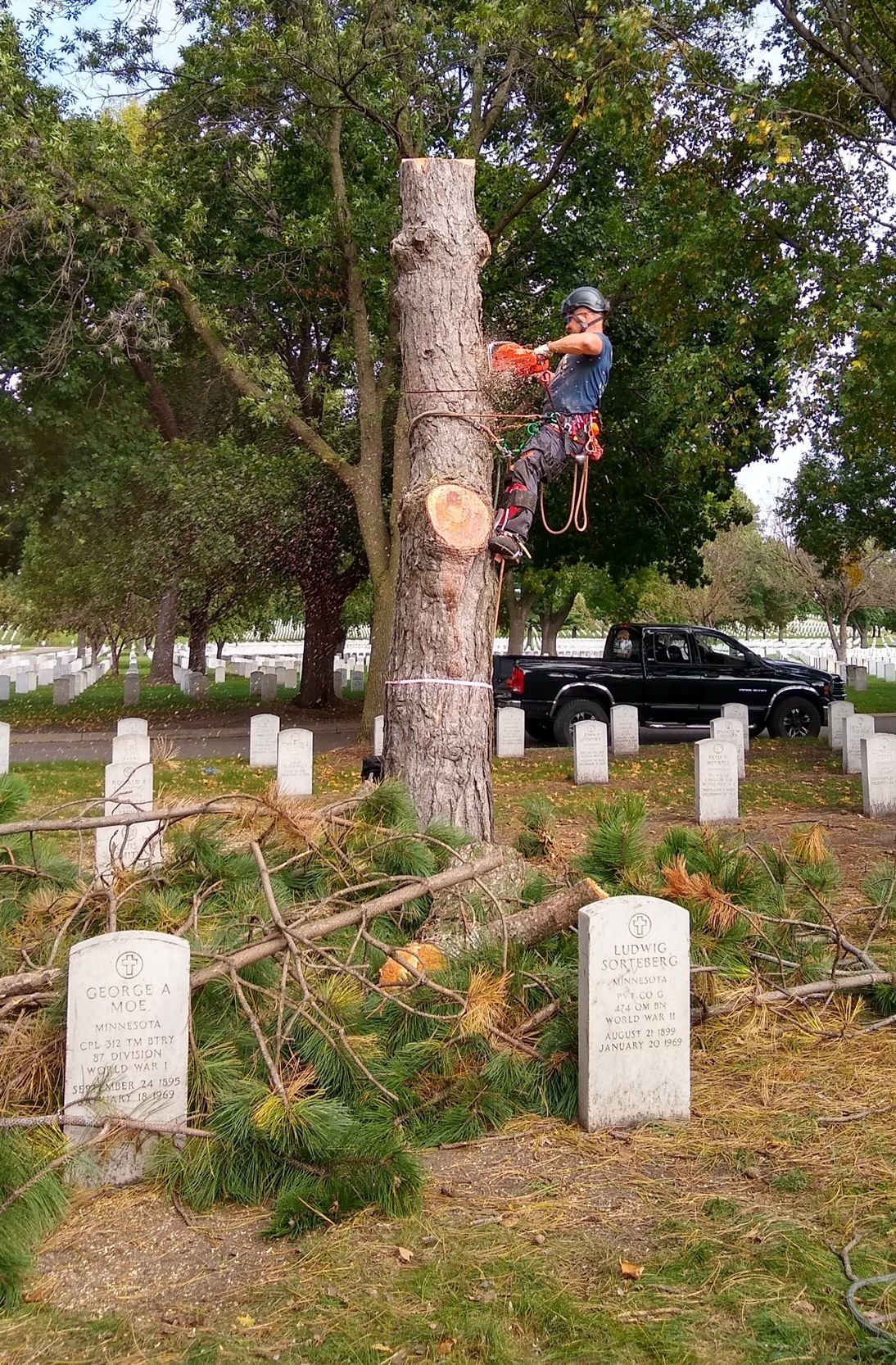 Tree Care Services | Minneapolis, MN | Arbor Tree Service