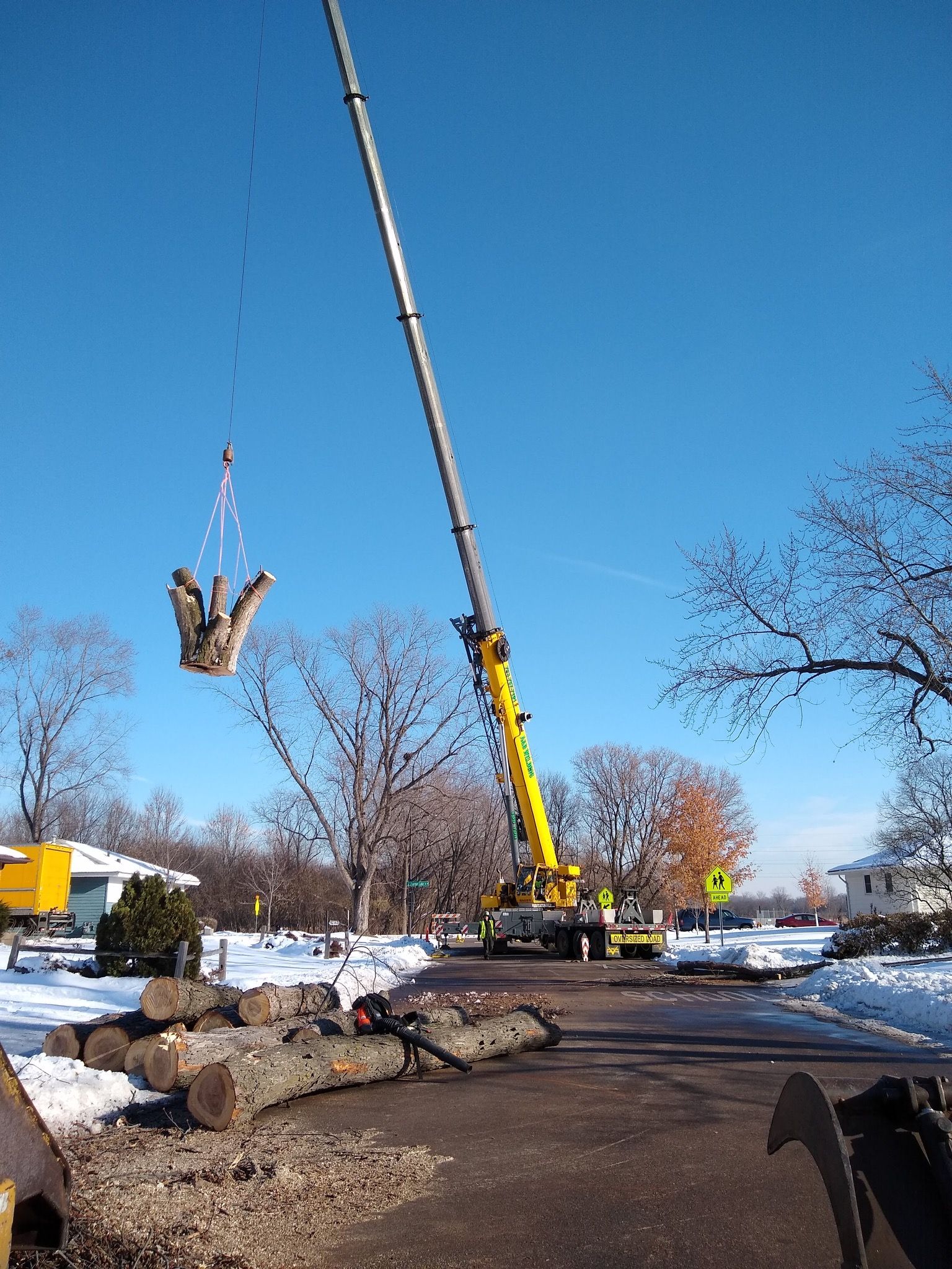 Tree Care Gallery | Minneapolis, MN | Arbor Tree Service