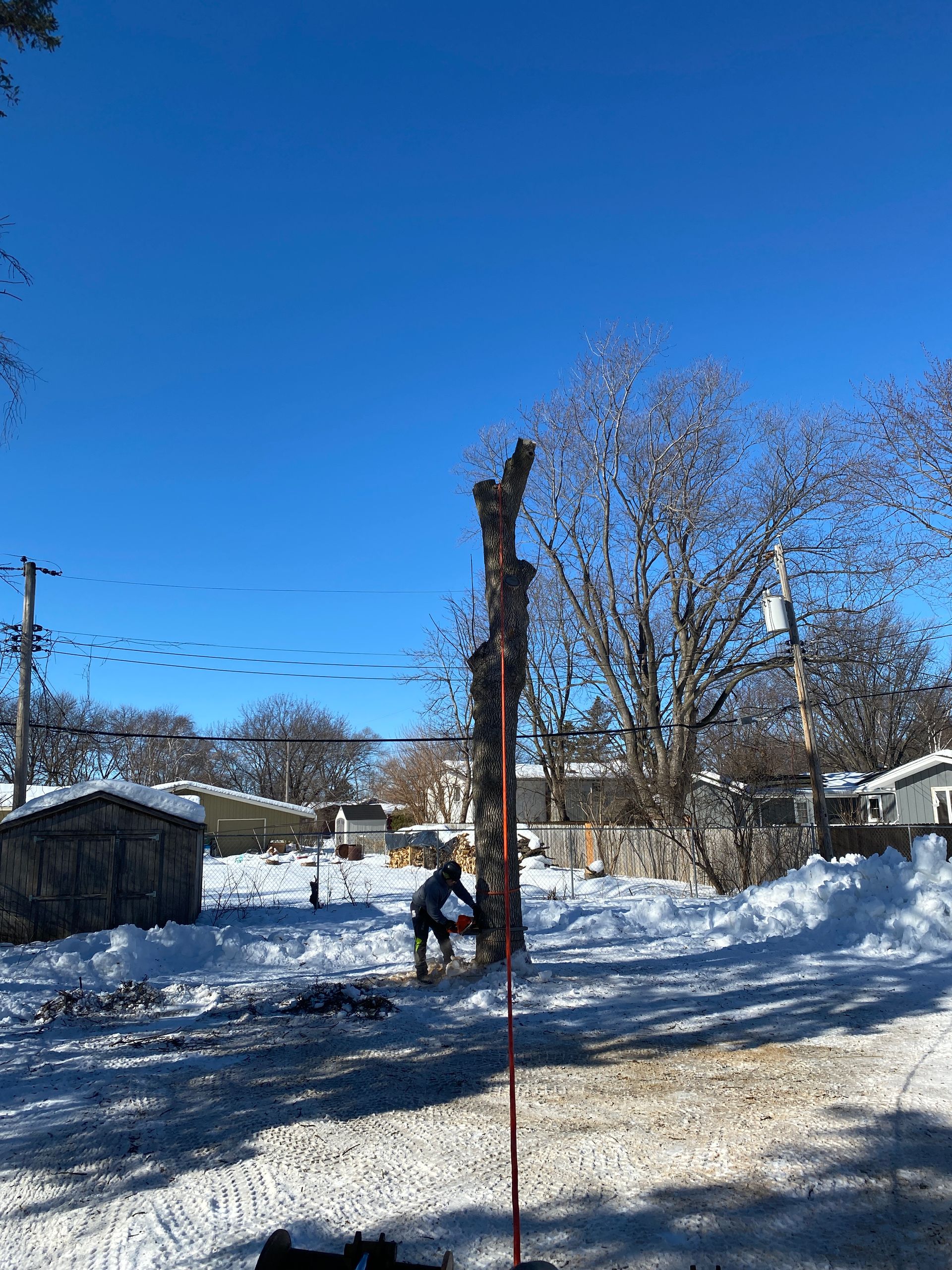 Tree Care Gallery | Minneapolis, MN | Arbor Tree Service