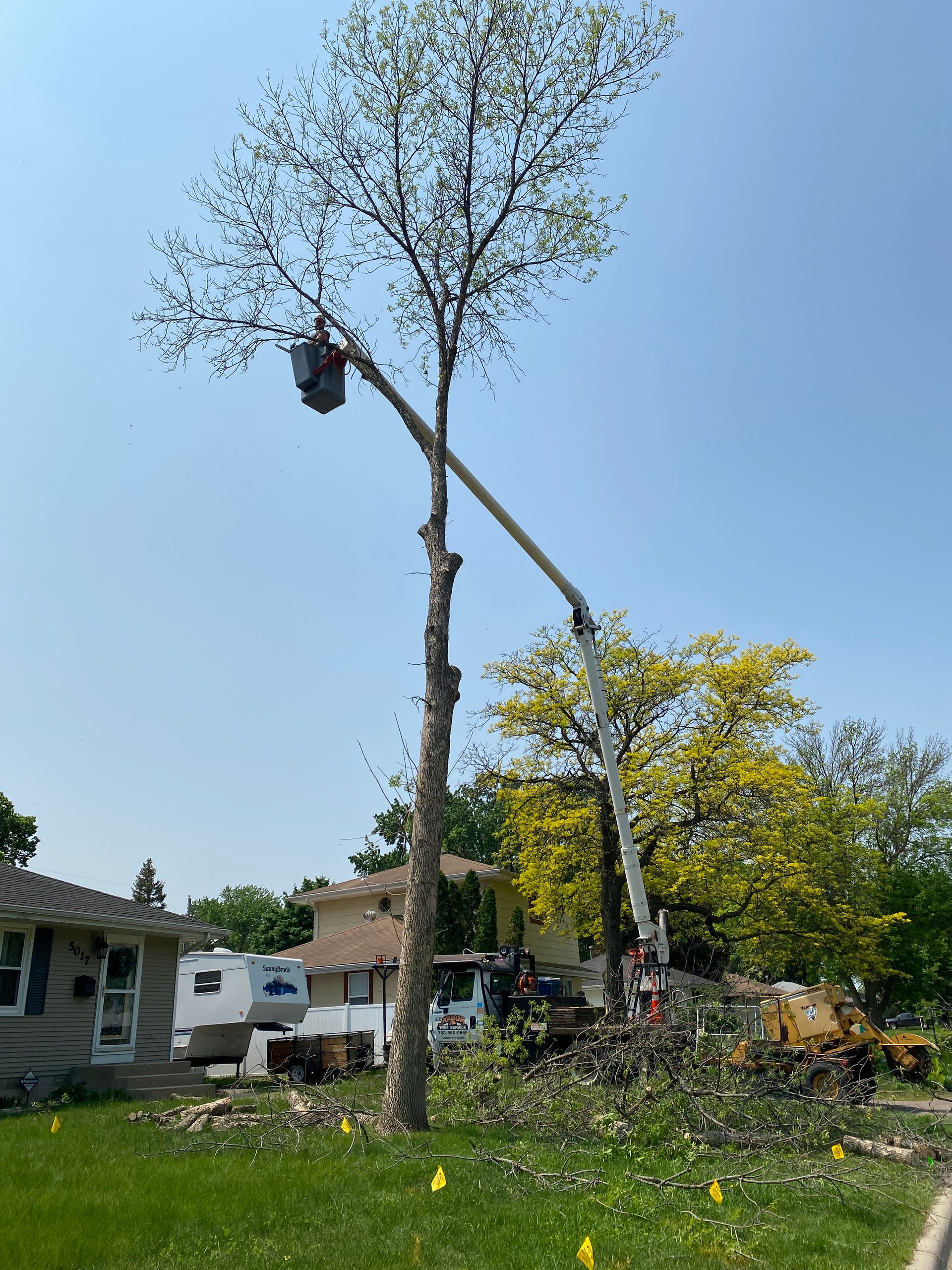 Tree Care Gallery | Minneapolis, MN | Arbor Tree Service