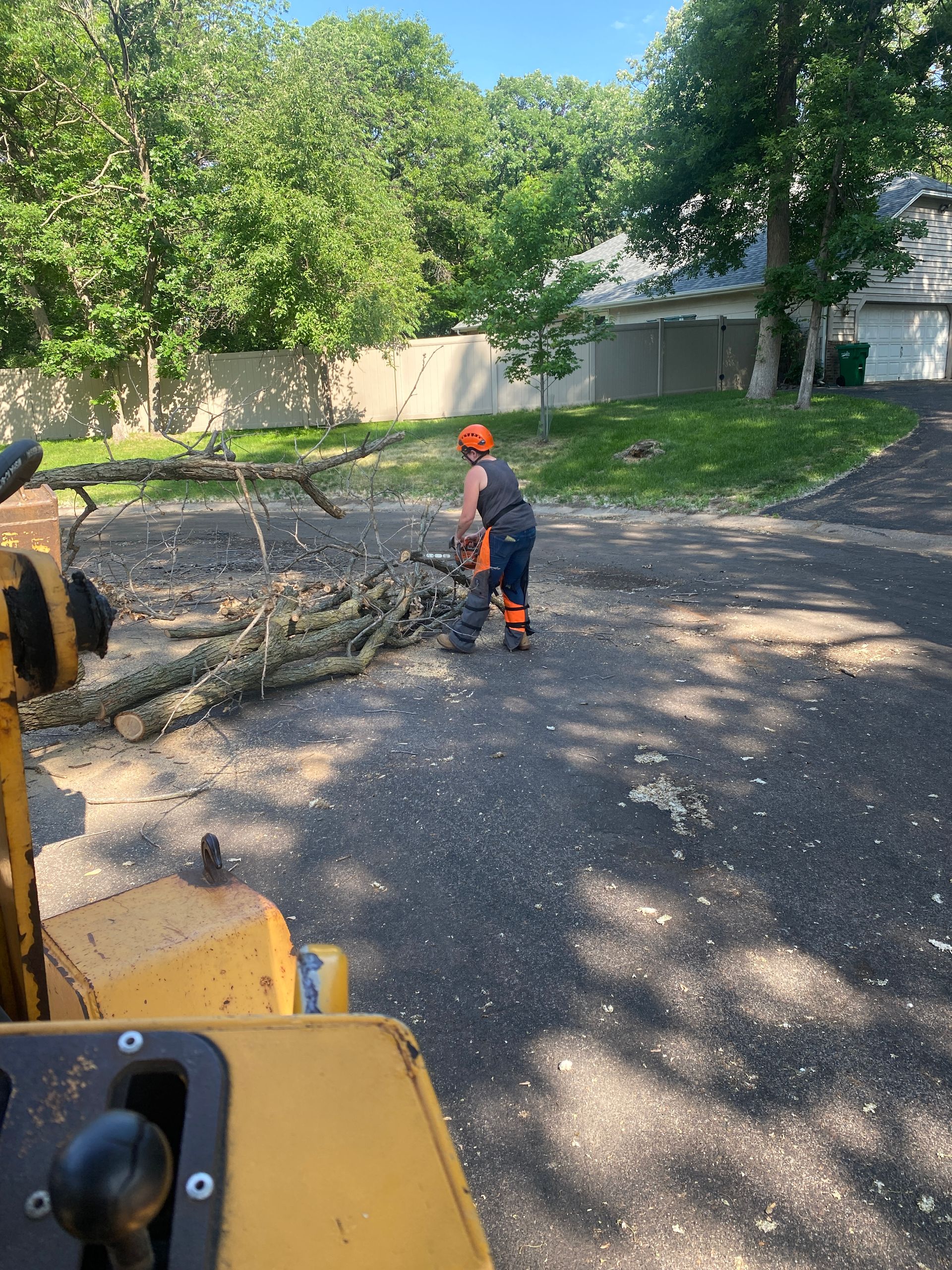 Tree Care Gallery | Minneapolis, MN | Arbor Tree Service
