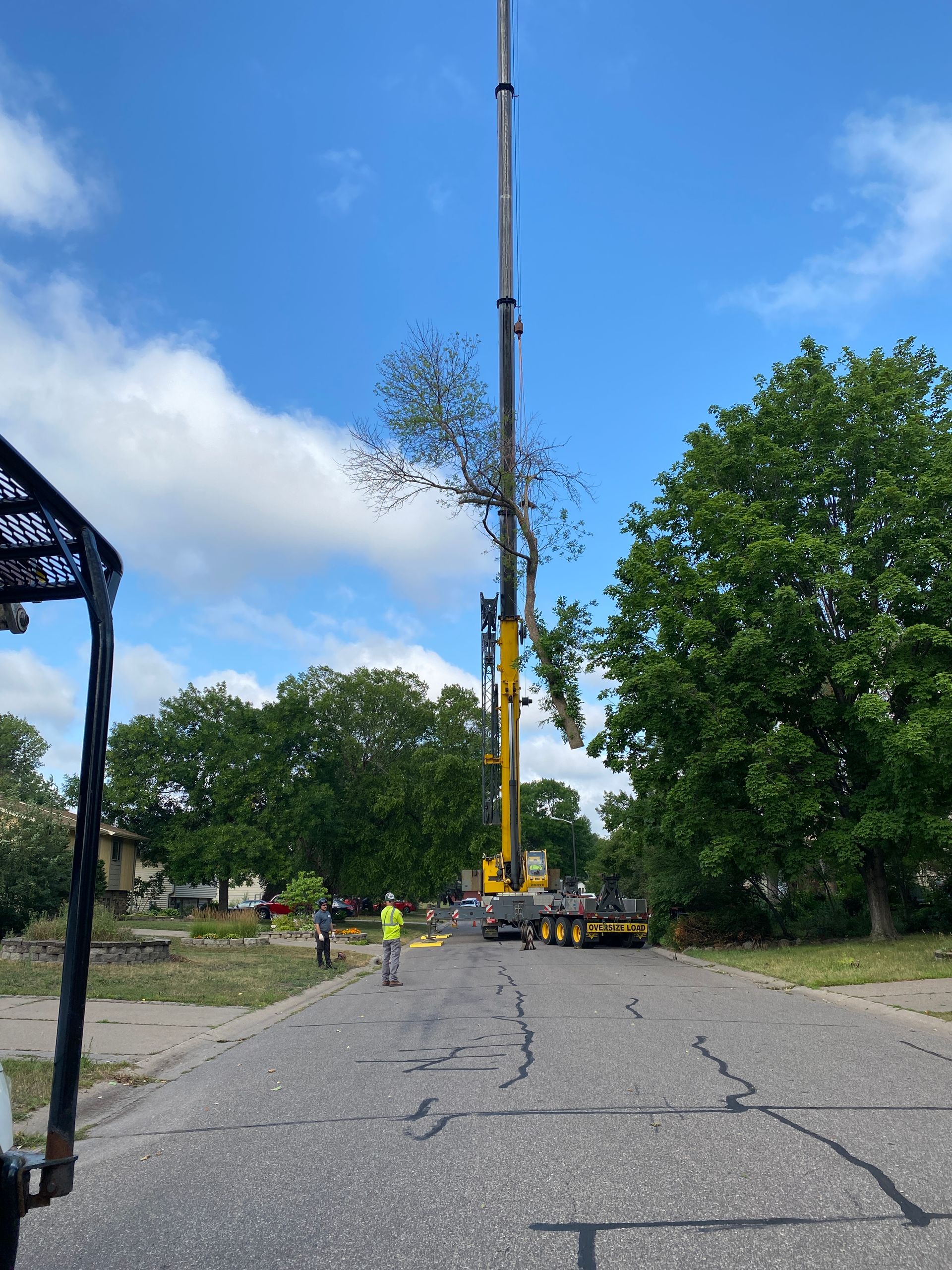 Tree Care Gallery | Minneapolis, MN | Arbor Tree Service