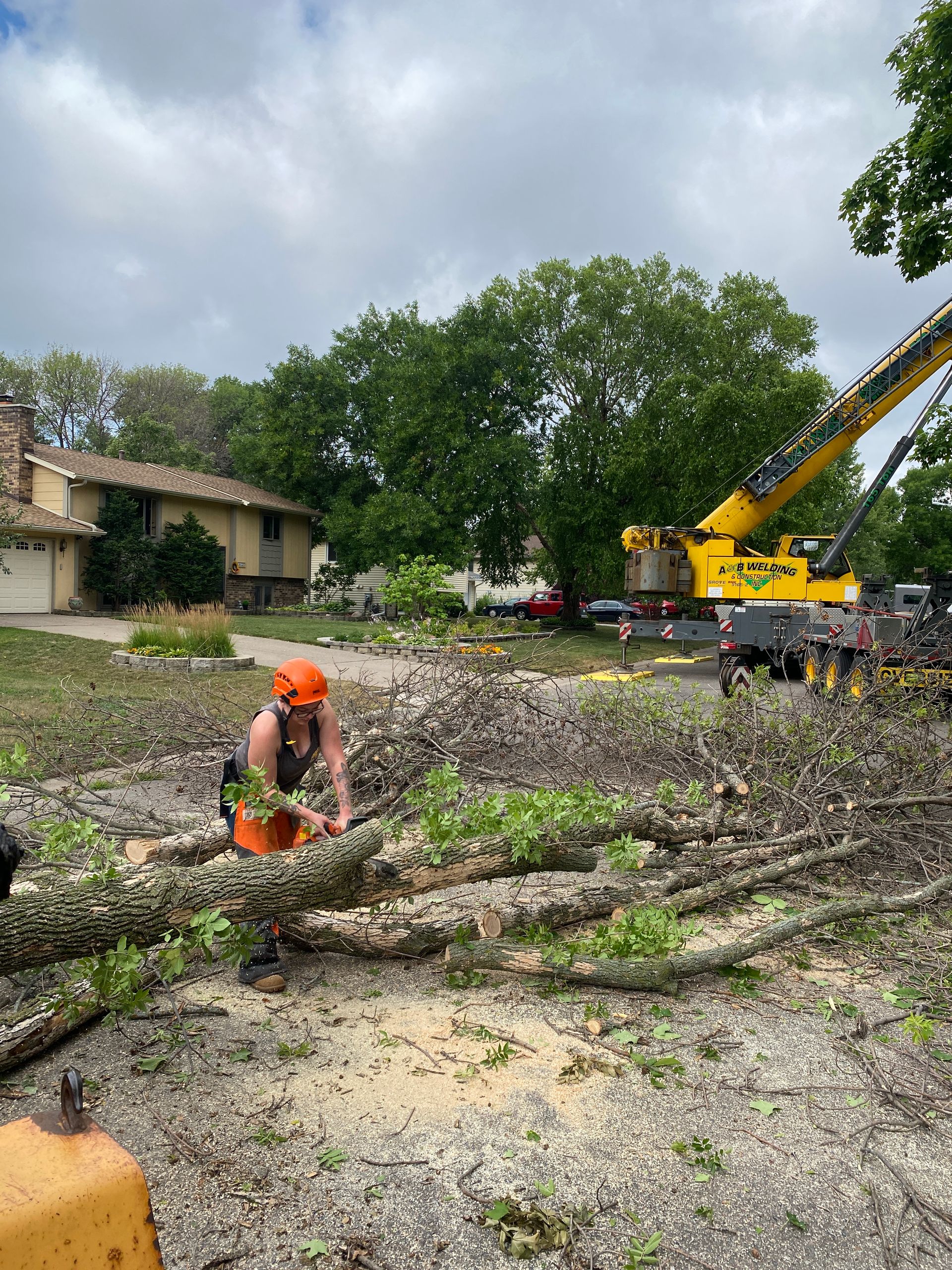 Tree Care Gallery | Minneapolis, MN | Arbor Tree Service