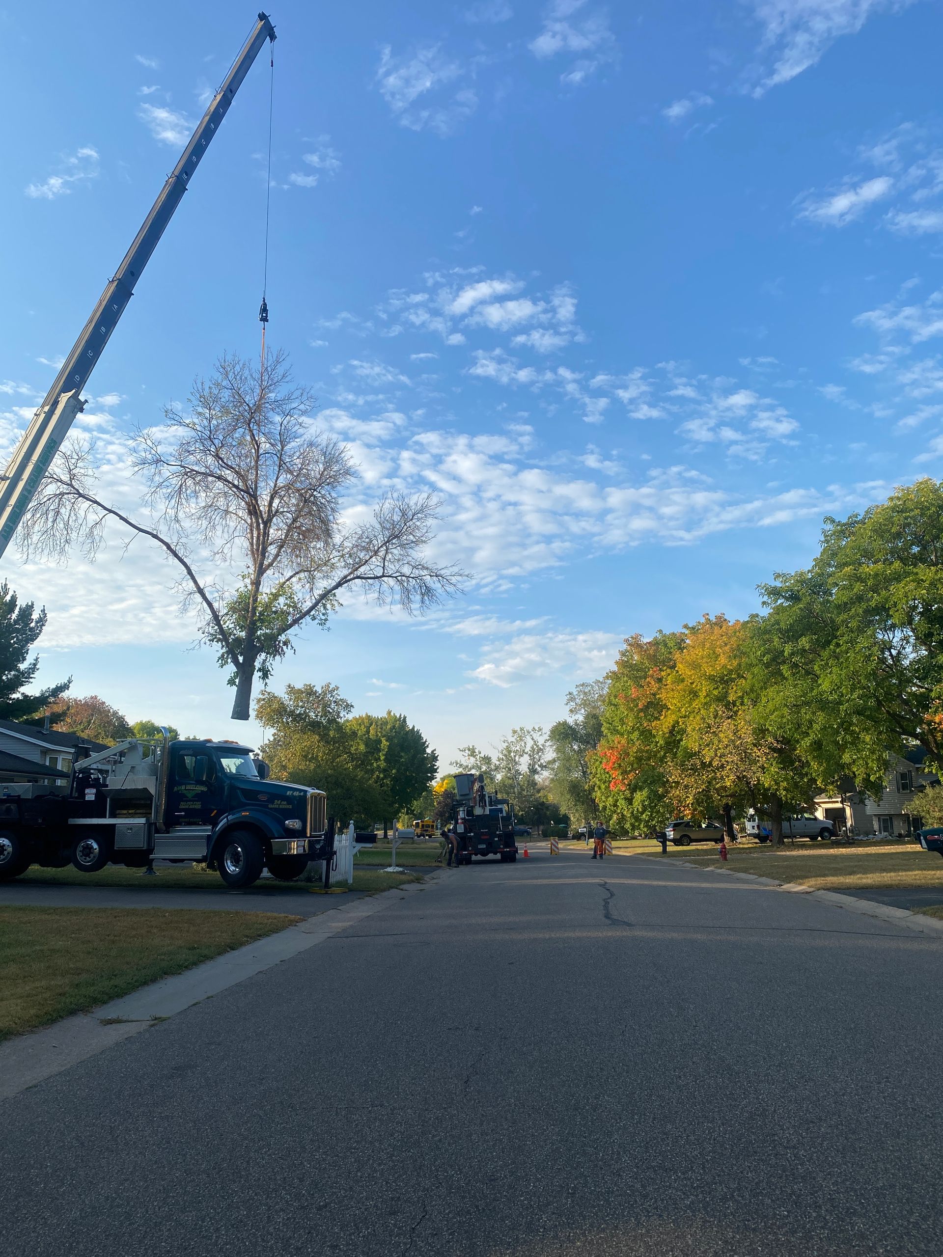 Tree Care Gallery | Minneapolis, MN | Arbor Tree Service
