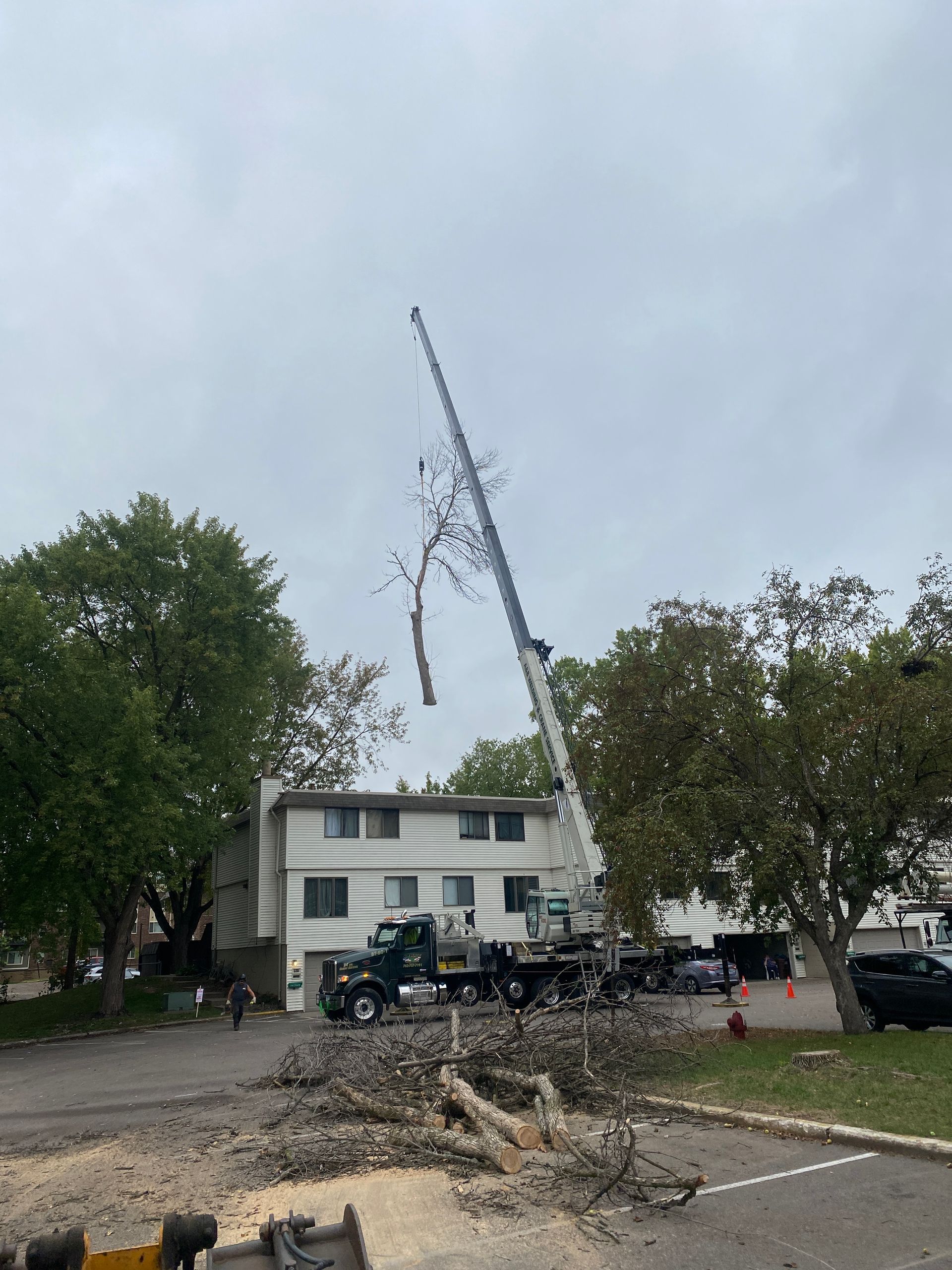 Tree Care Gallery | Minneapolis, MN | Arbor Tree Service