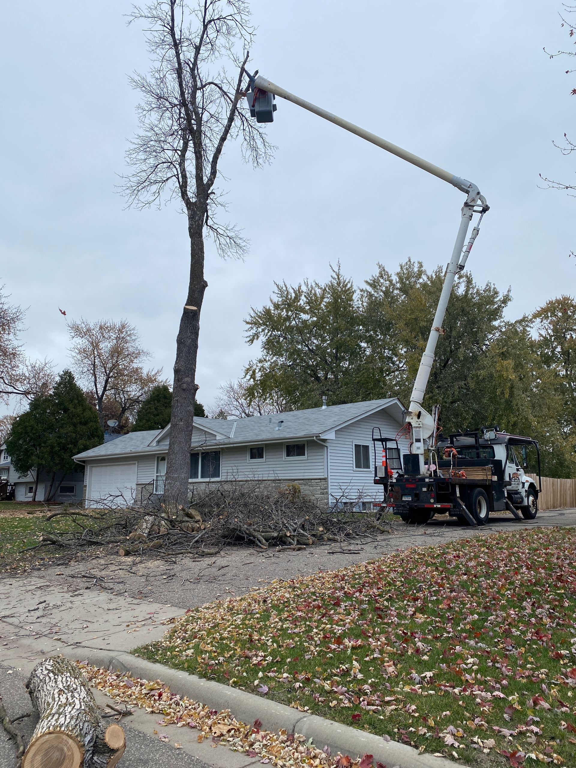 Tree Care Gallery | Minneapolis, MN | Arbor Tree Service