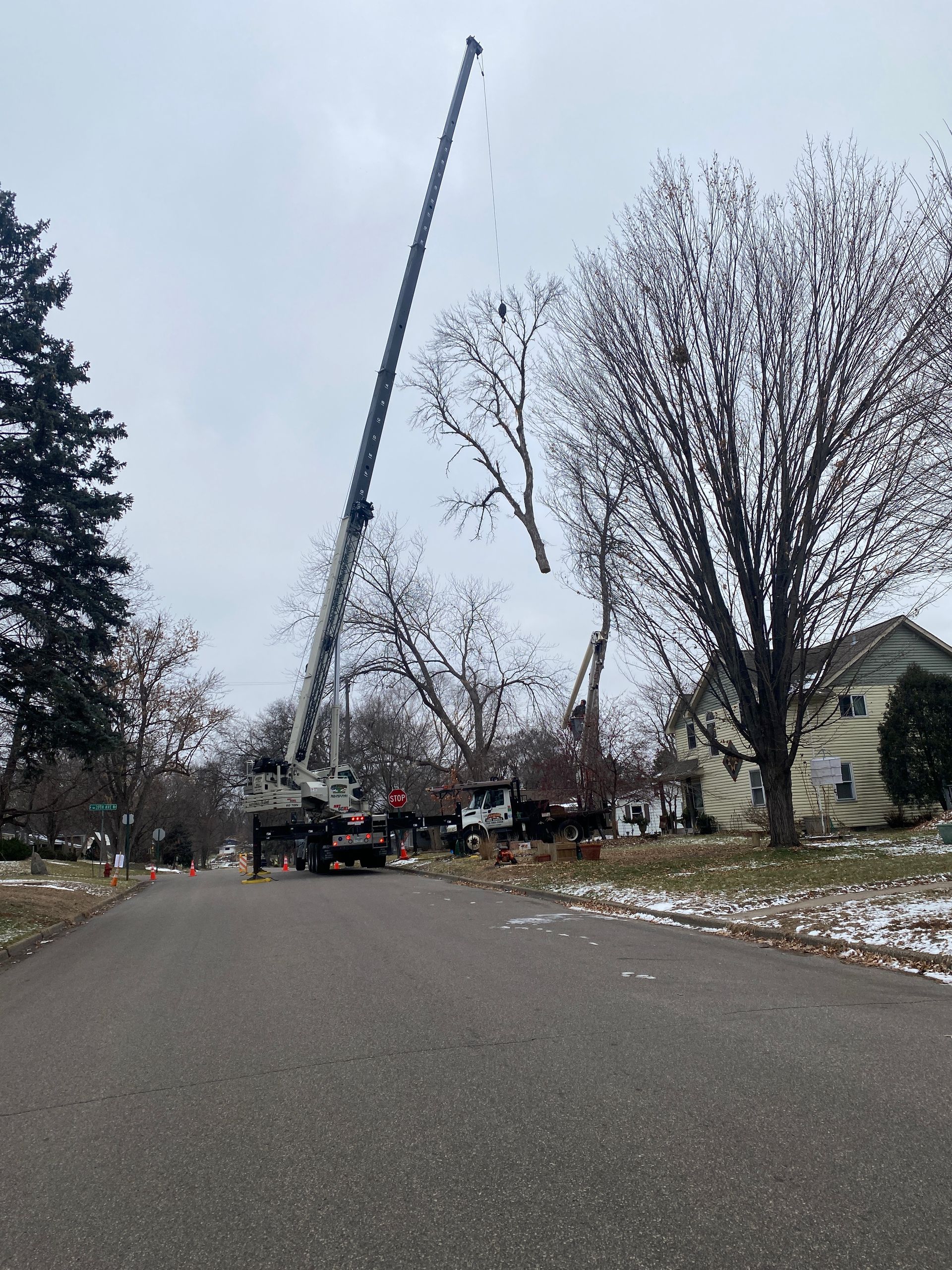 Tree Care Gallery | Minneapolis, MN | Arbor Tree Service