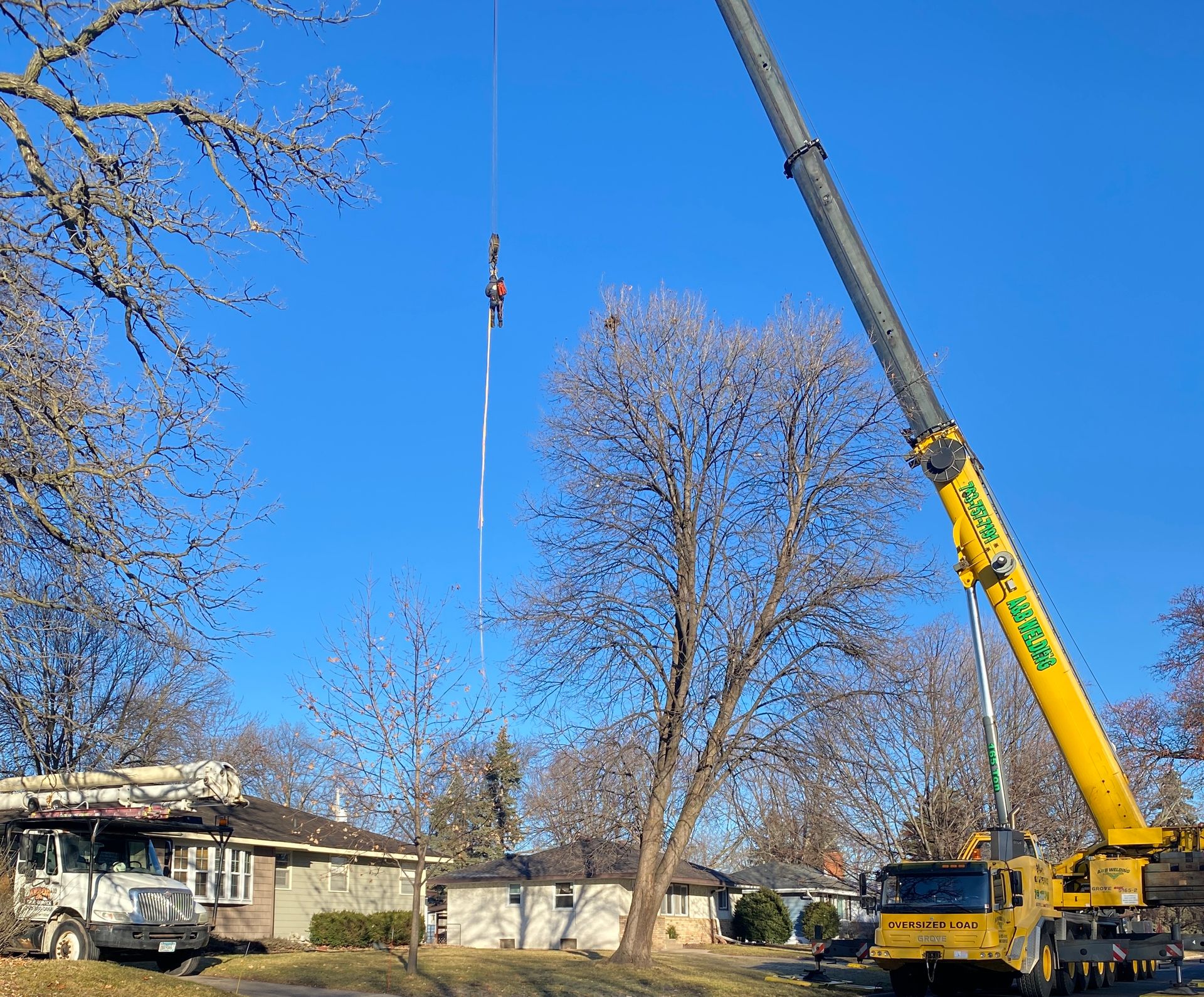 Tree Care Gallery | Minneapolis, MN | Arbor Tree Service