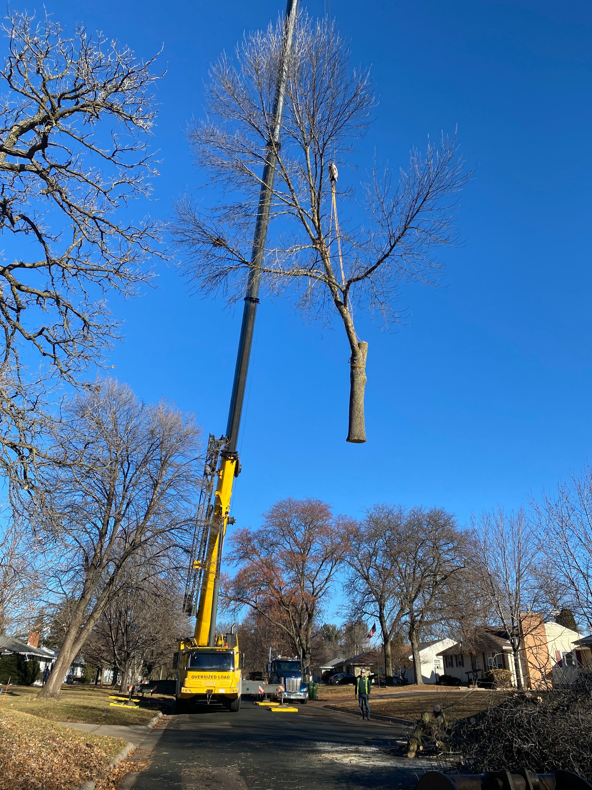 Tree Care Gallery | Minneapolis, MN | Arbor Tree Service