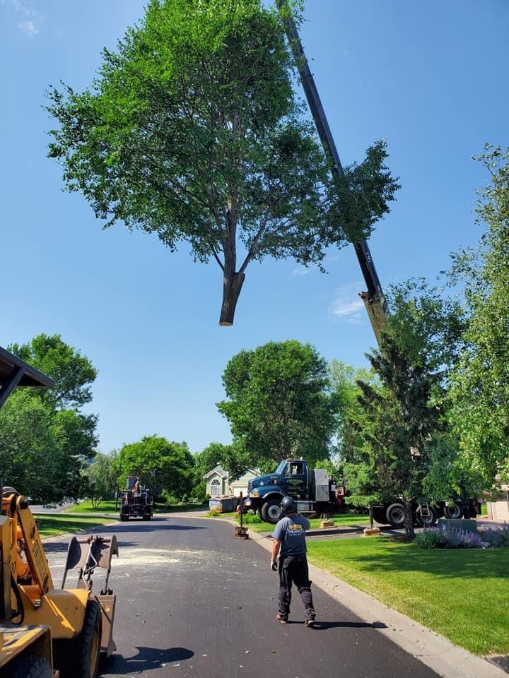 Tree Care Services | Minneapolis, MN | Arbor Tree Service