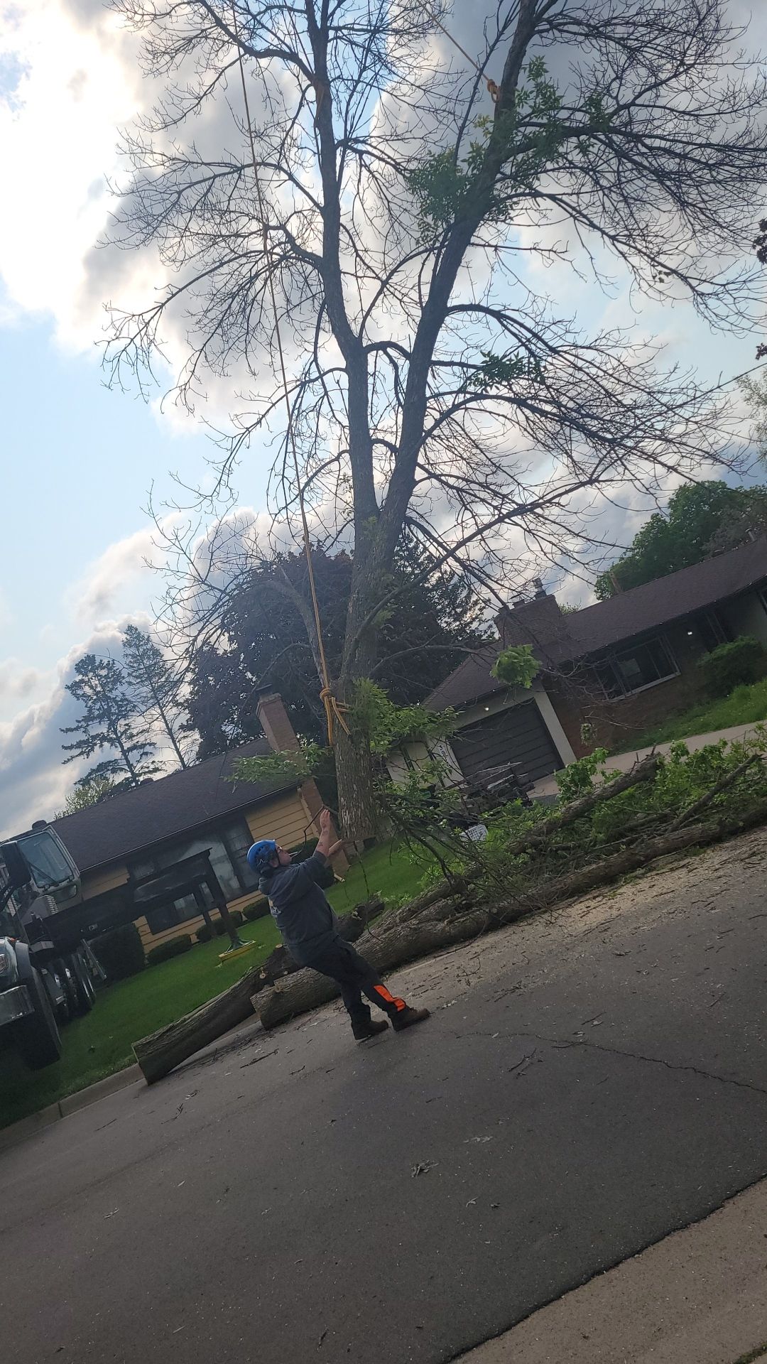 Tree Care Gallery | Minneapolis, MN | Arbor Tree Service