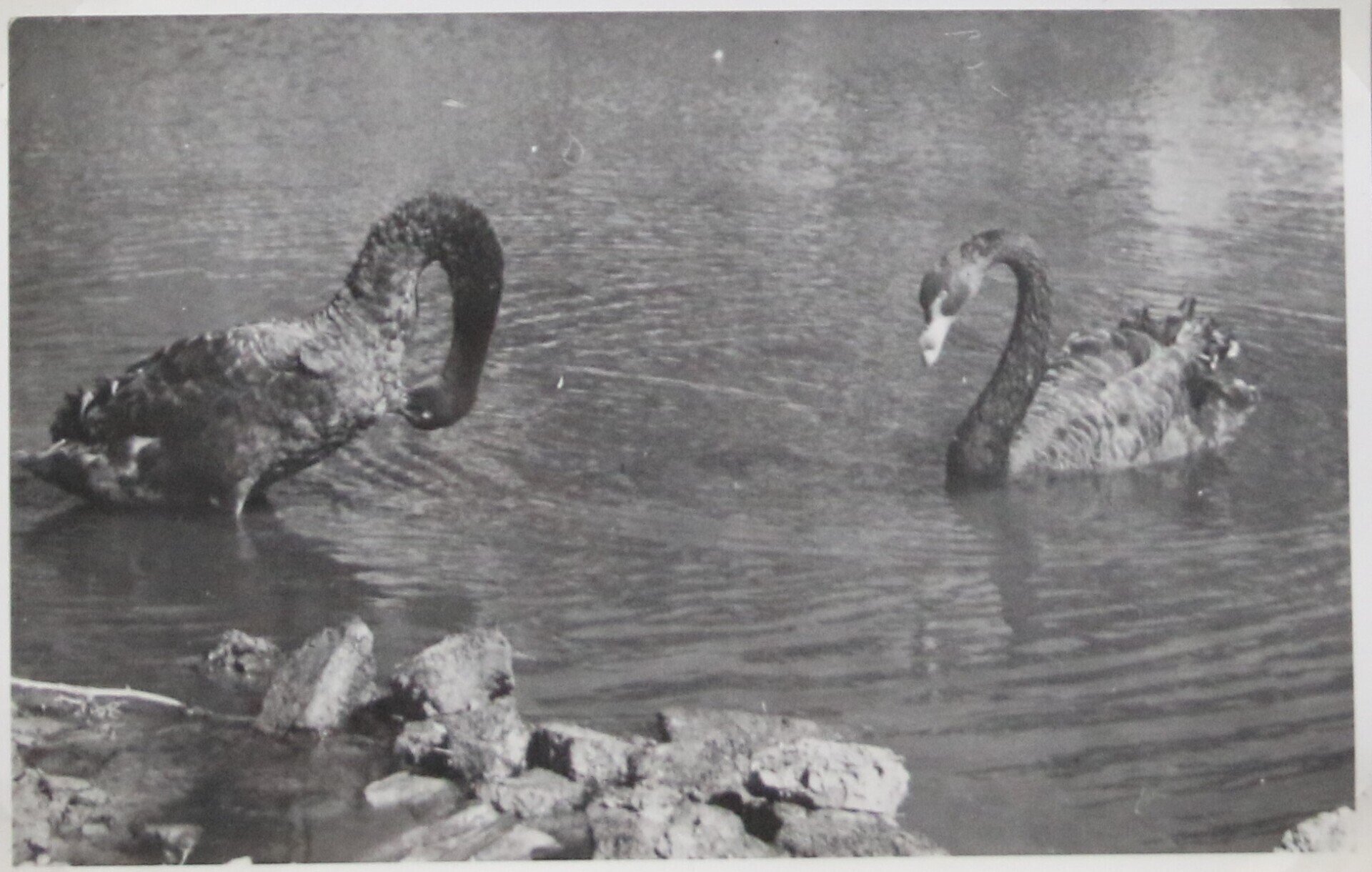 BNTVA I British Nuclear Test Veterans Association