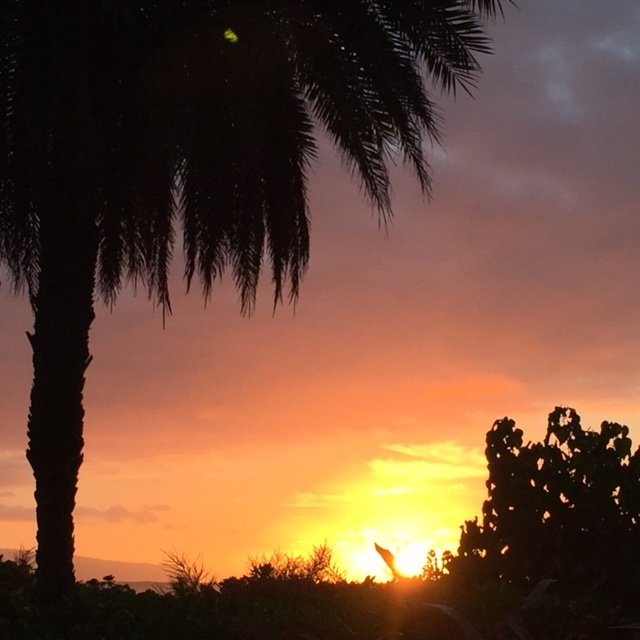 Sunrise shells are only found in Hawaii