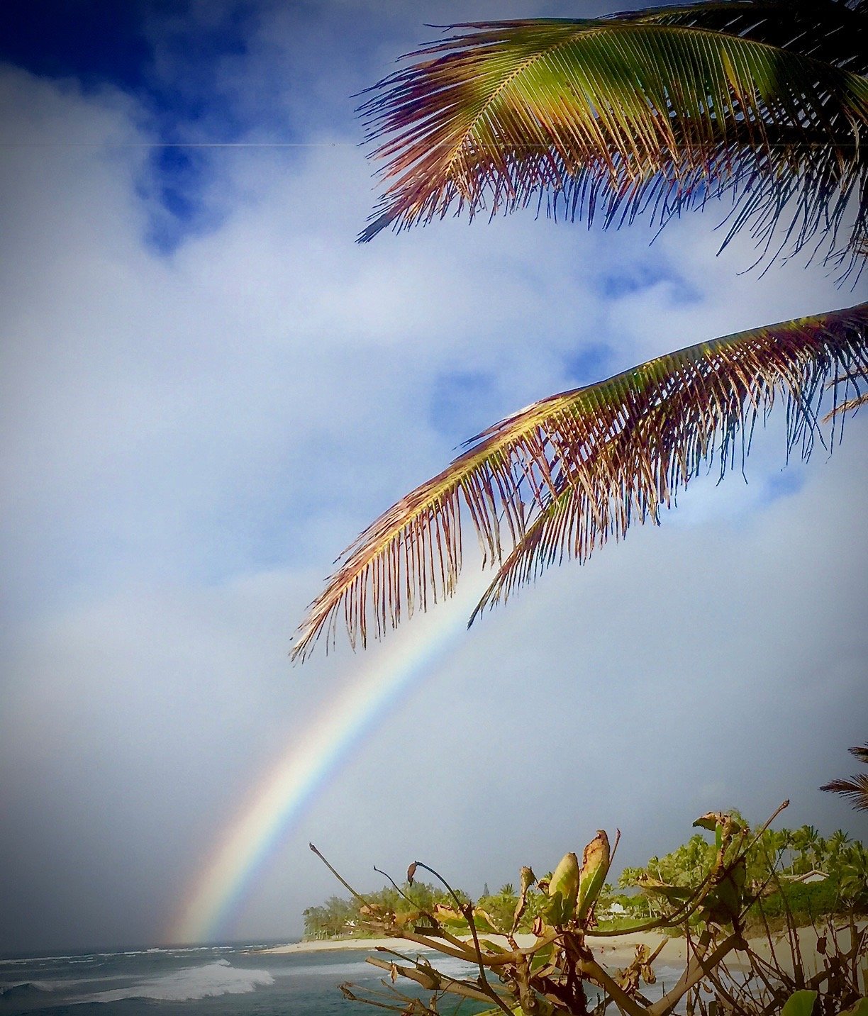 Sunrise shells are only found in Hawaii