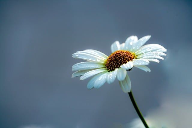 What’s Behind the Increasing Popularity of Cremation?