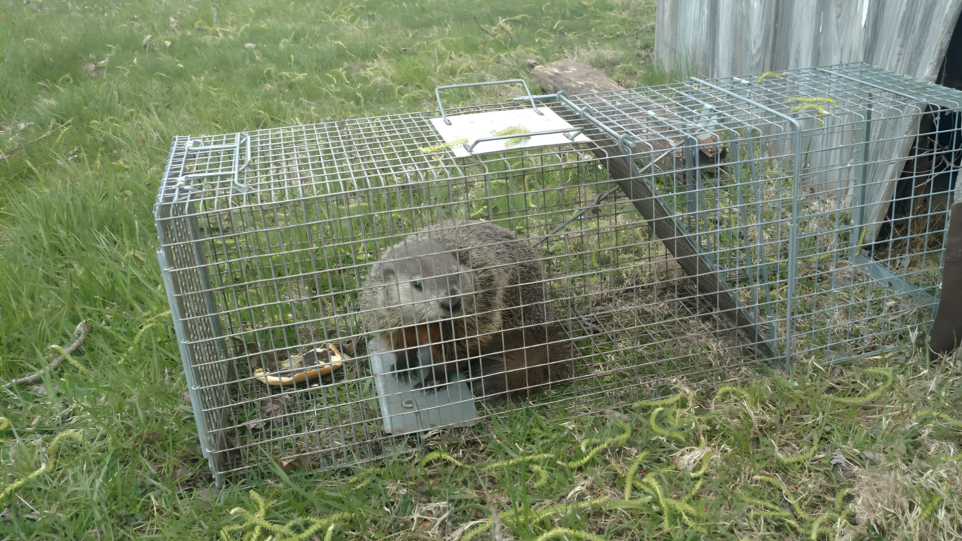 Wildlife Control Services | Upper Chesapeake Bay | Critter Gitter MD