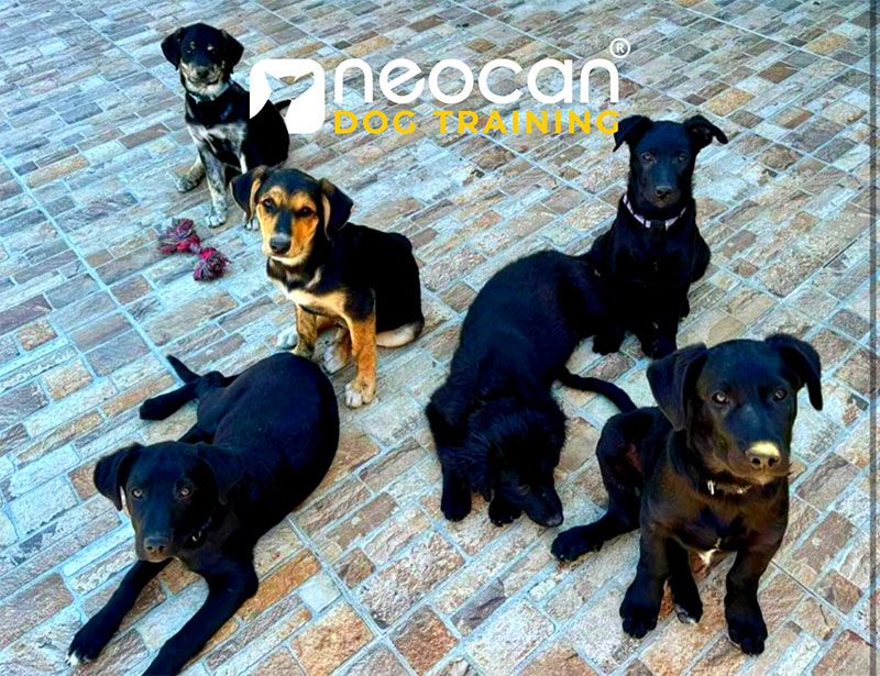 Centro de adiestramiento canino en Puebla