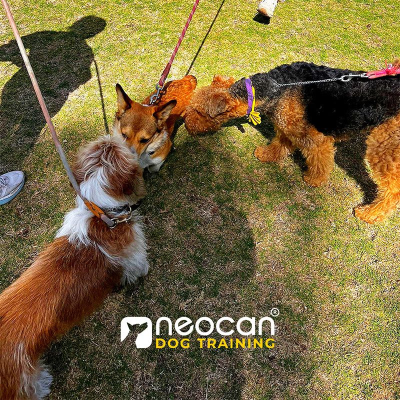 Centro de adiestramiento canino en Puebla