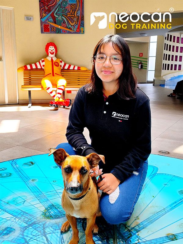 Centro de adiestramiento canino en Puebla