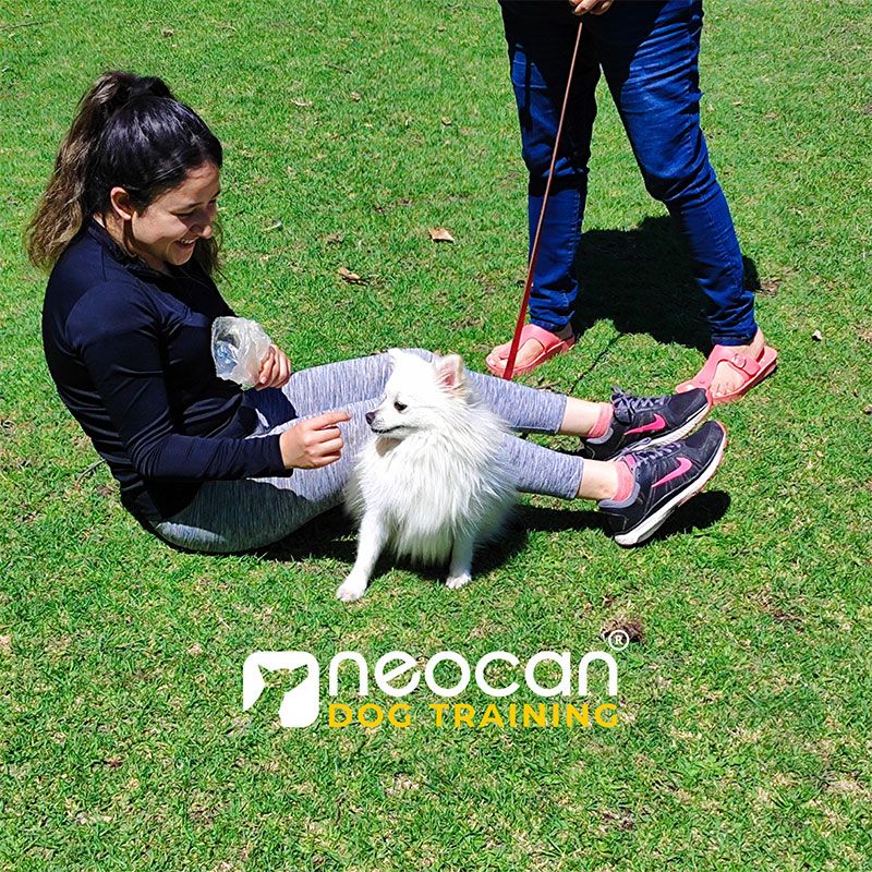 Centro de adiestramiento canino en Puebla