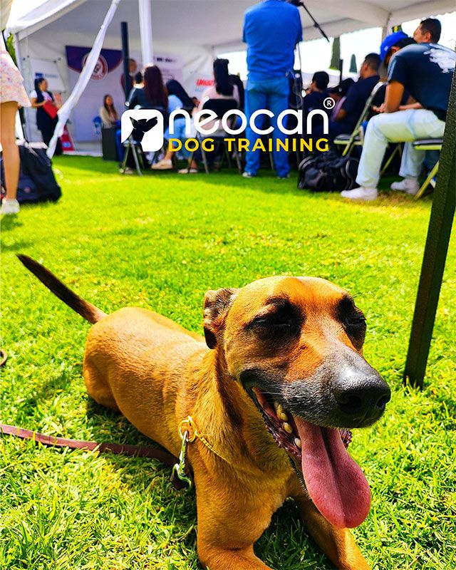 Centro de adiestramiento canino en Puebla