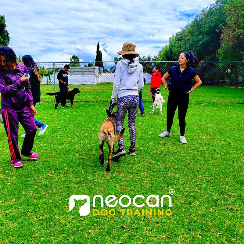 Centro de adiestramiento canino en Puebla