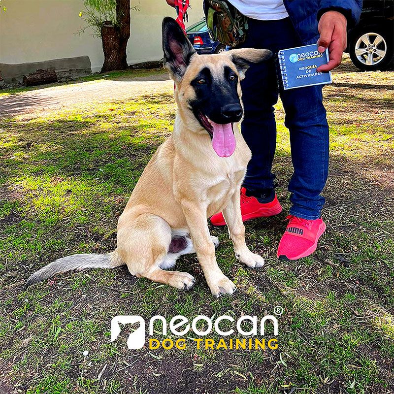 Centro de adiestramiento canino en Puebla