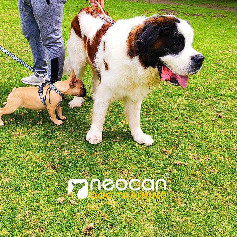 Centro de adiestramiento canino en Puebla