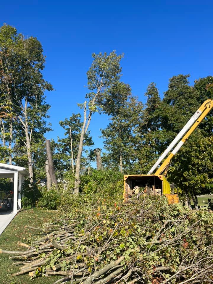 Tree Removal | Homestead Tree Service