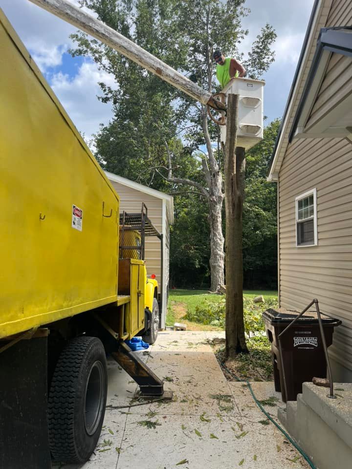 Tree Removal | Homestead Tree Service