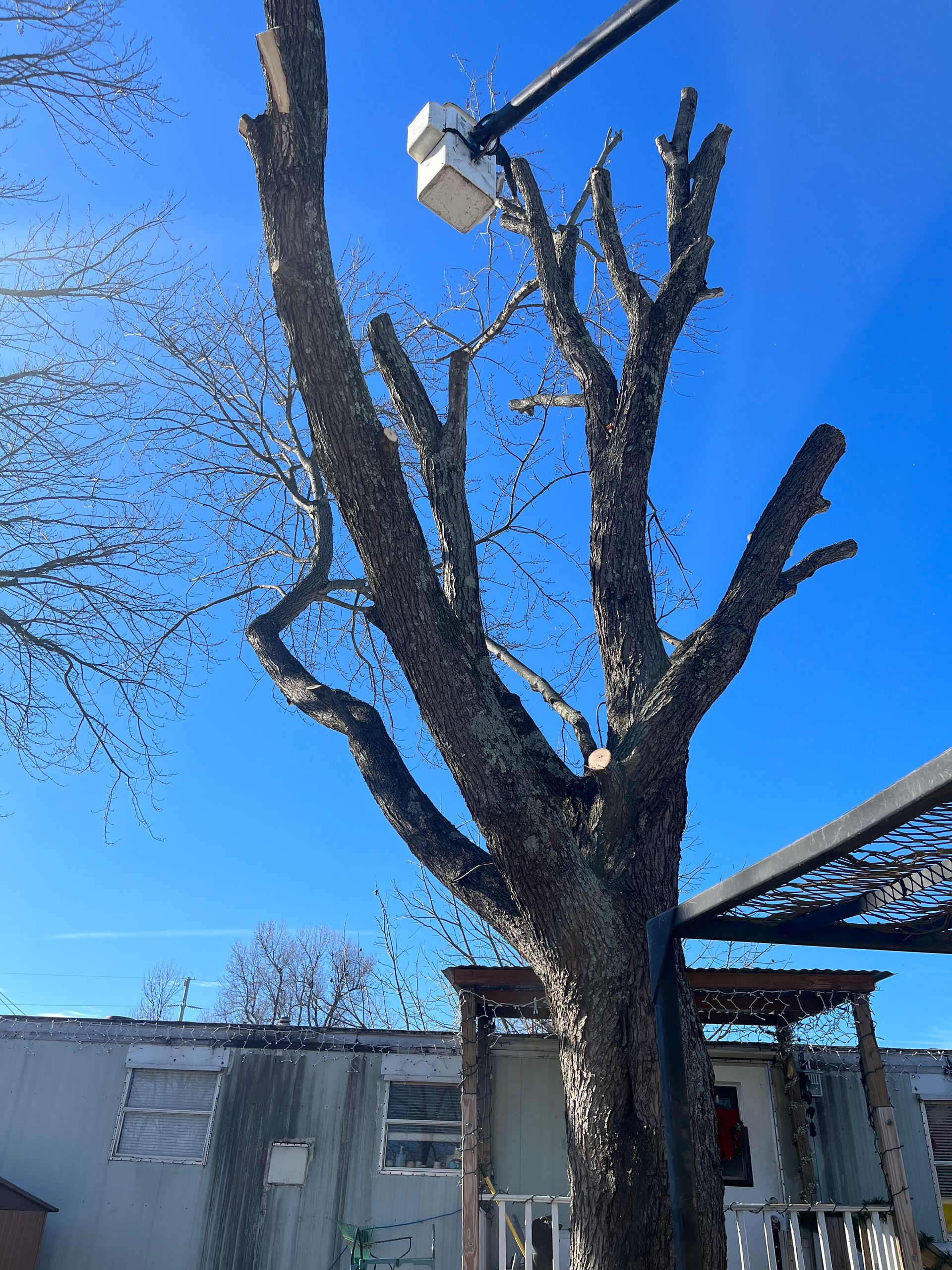 Gallery | Homestead Tree Service