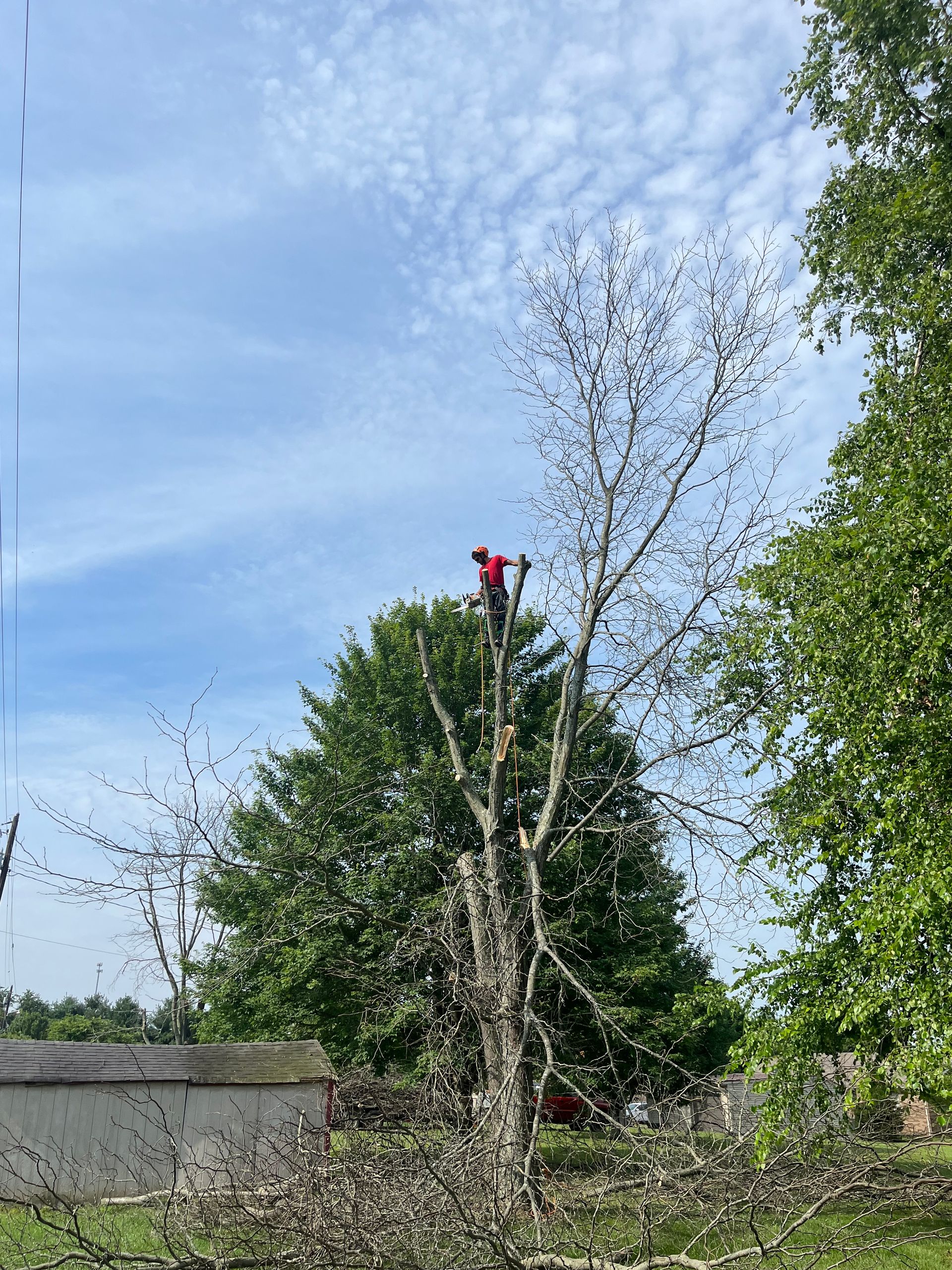 Gallery | Homestead Tree Service