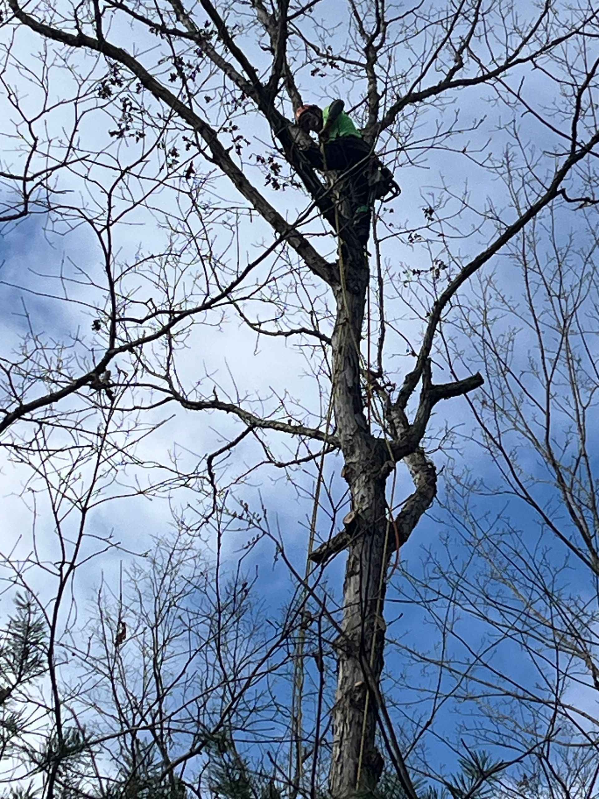 Gallery | Homestead Tree Service