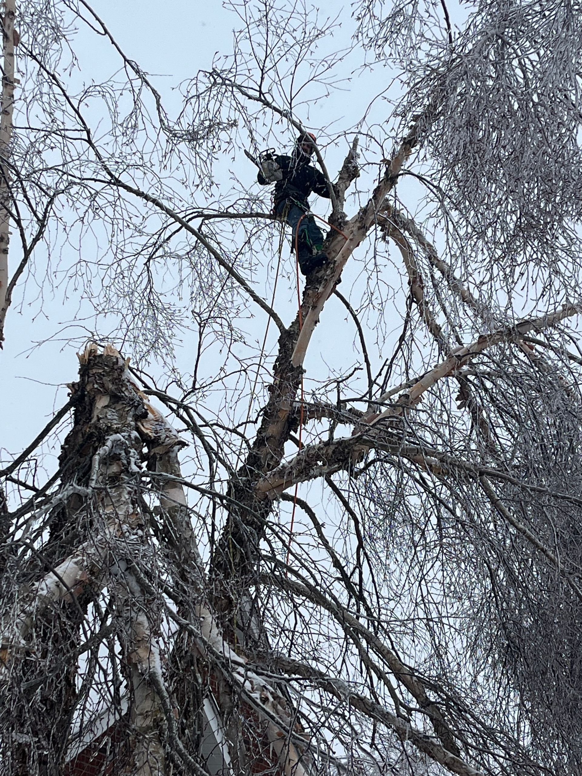 Tree Removal | Homestead Tree Service