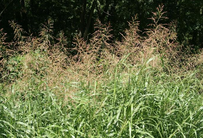 Controlling Invasive Grasses in Your Lawn: A Comprehensive Guide