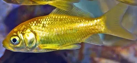 Fish | Possum Pet Supplies & Gifts