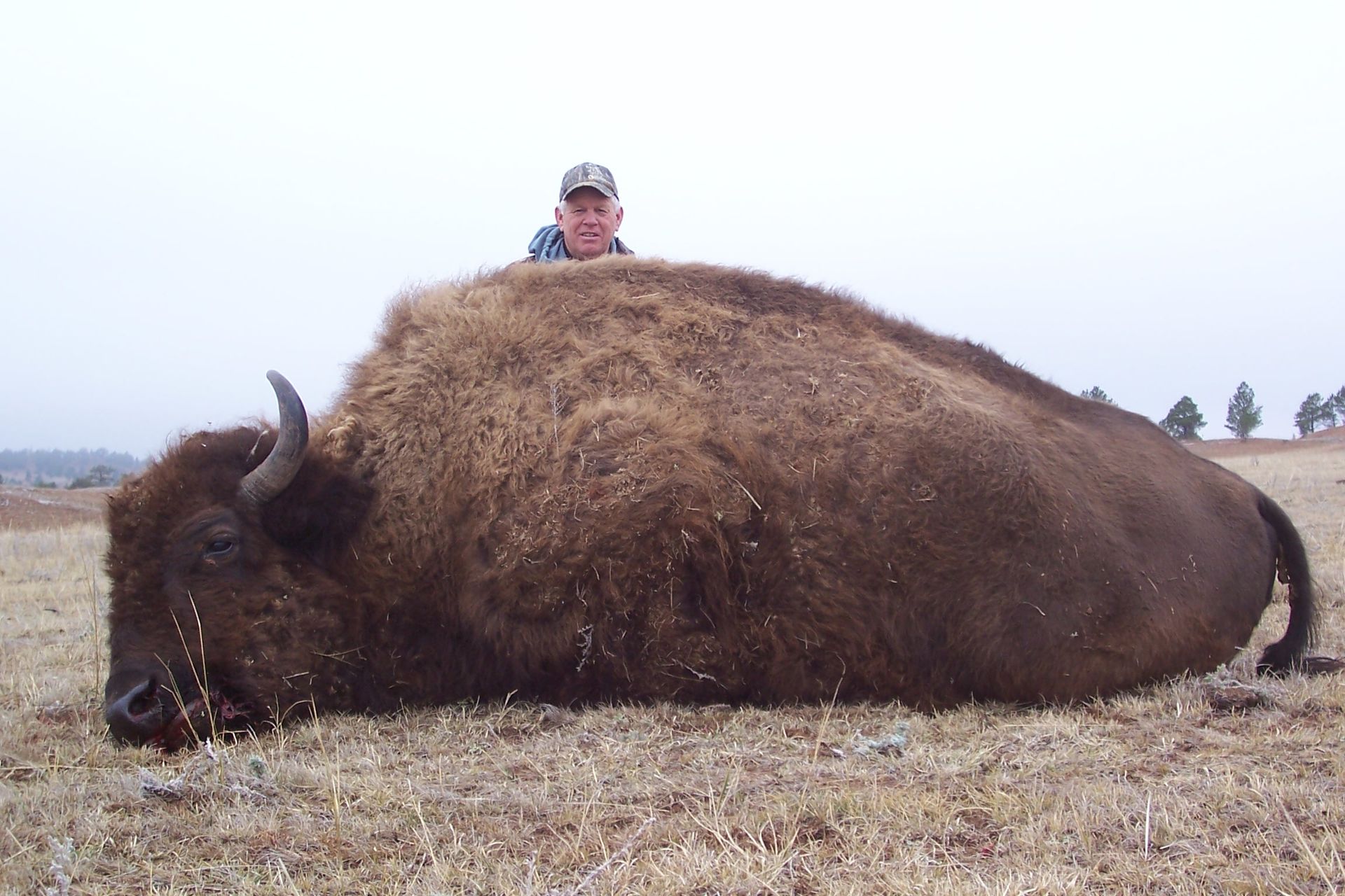 Buffalo hunting, South Dakota, Guided Bison hunt in South Dakota