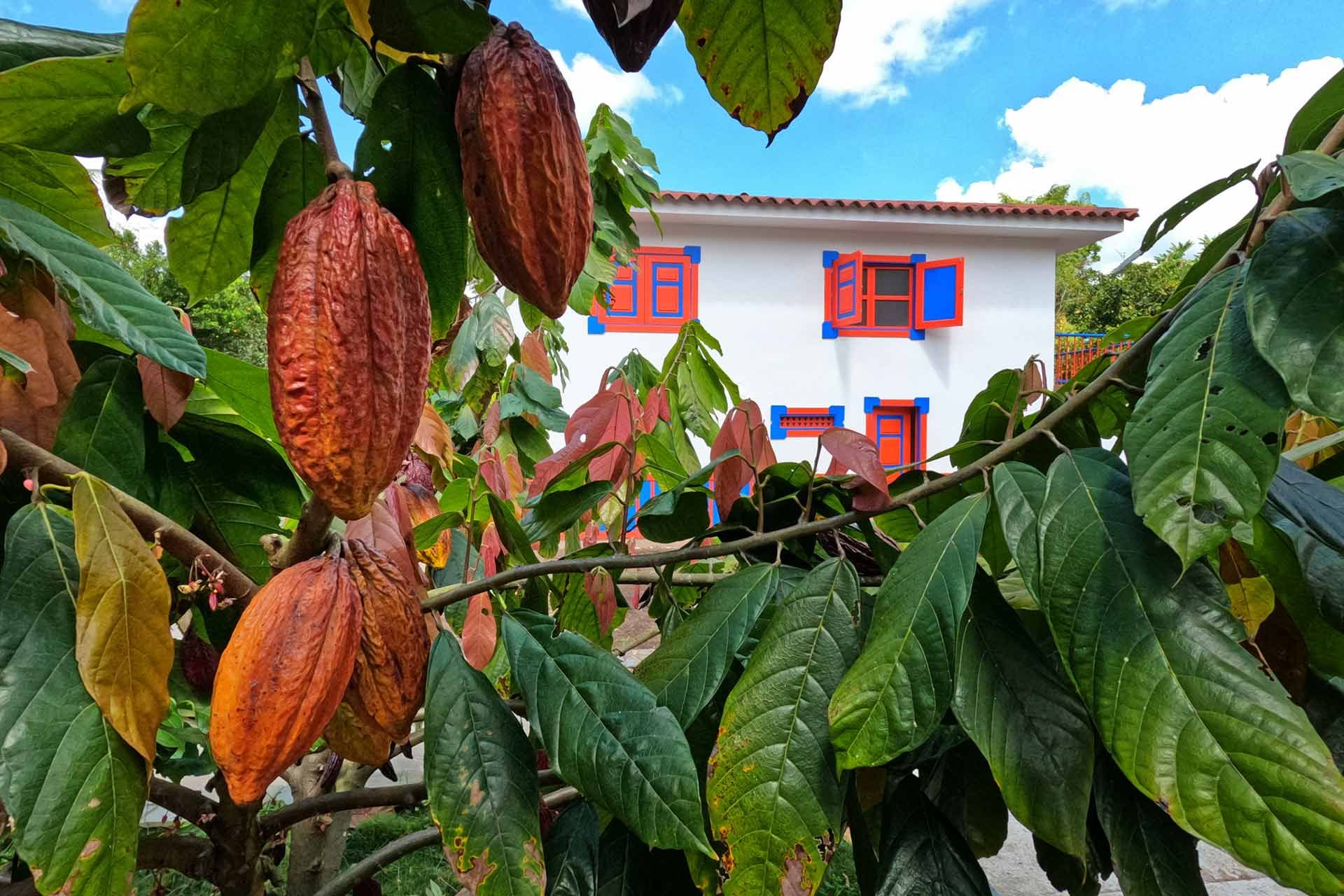 Learn about the history of Cocoa in Colombia | Casa Rivera del Cacao