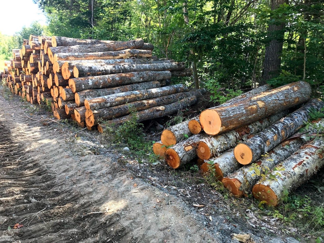 Expert Forest Management Services in Maine | Shelterwood Forest Solutions