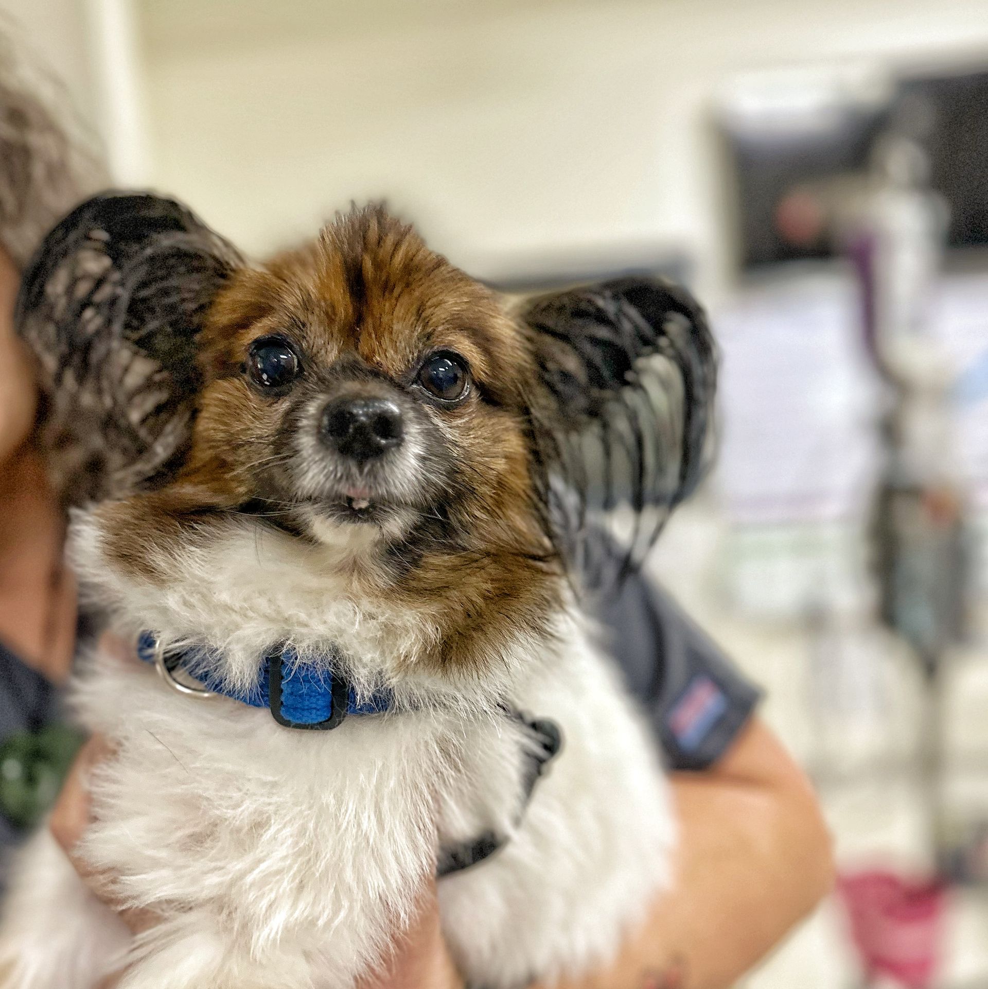 Gallery | Riverport Veterinary Hospital and Victor Central Vets