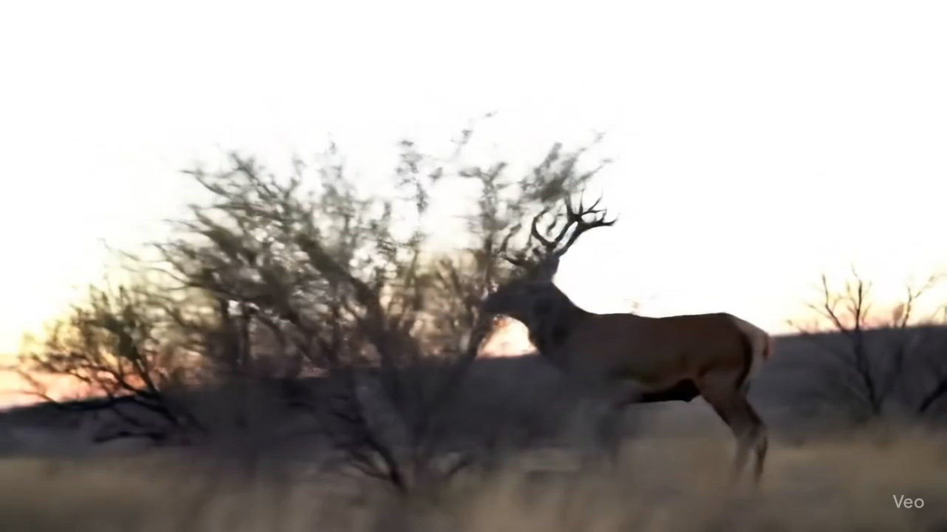 difference between a stag and buck