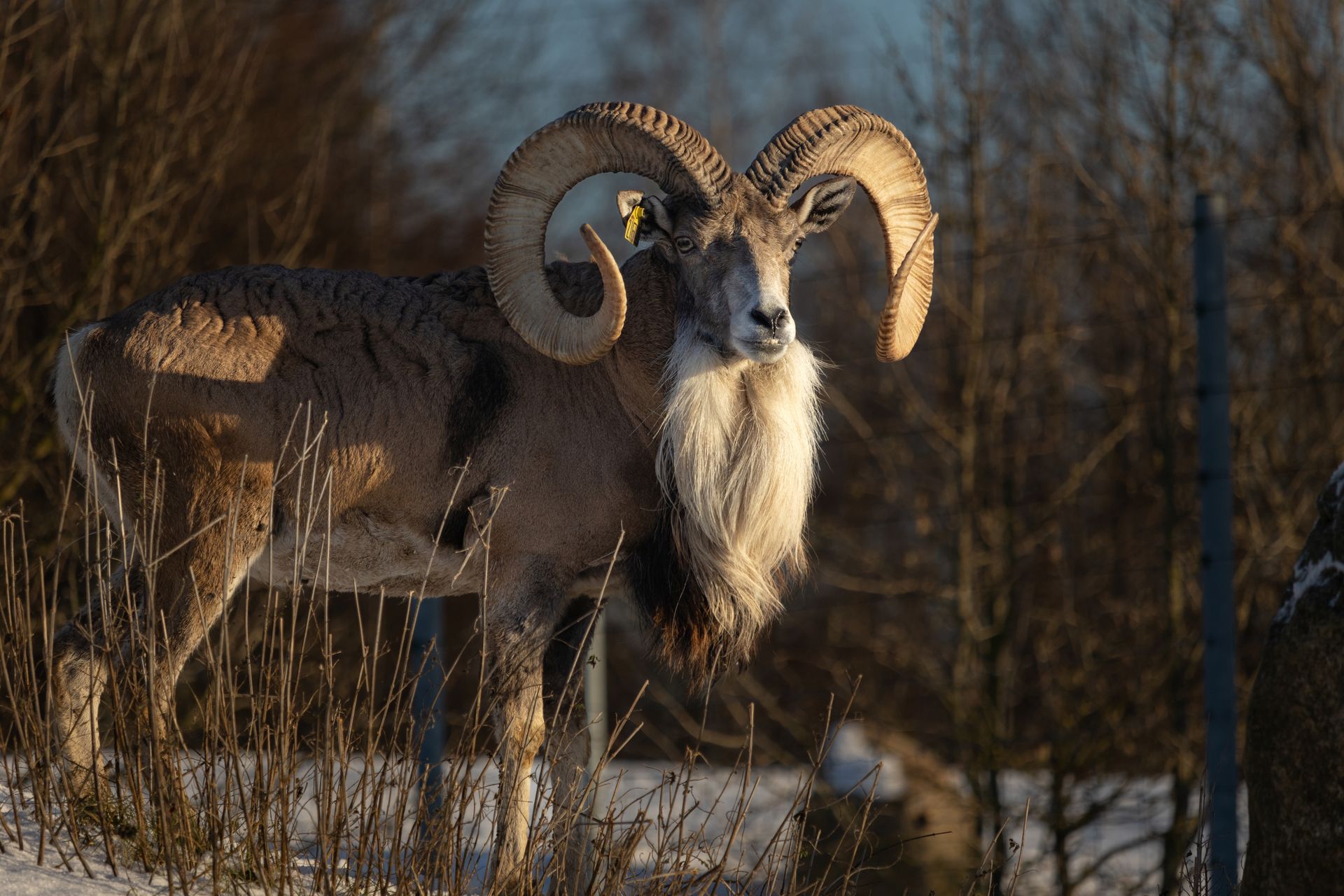 Sheep Hunting in Texas | Ranger Ridge