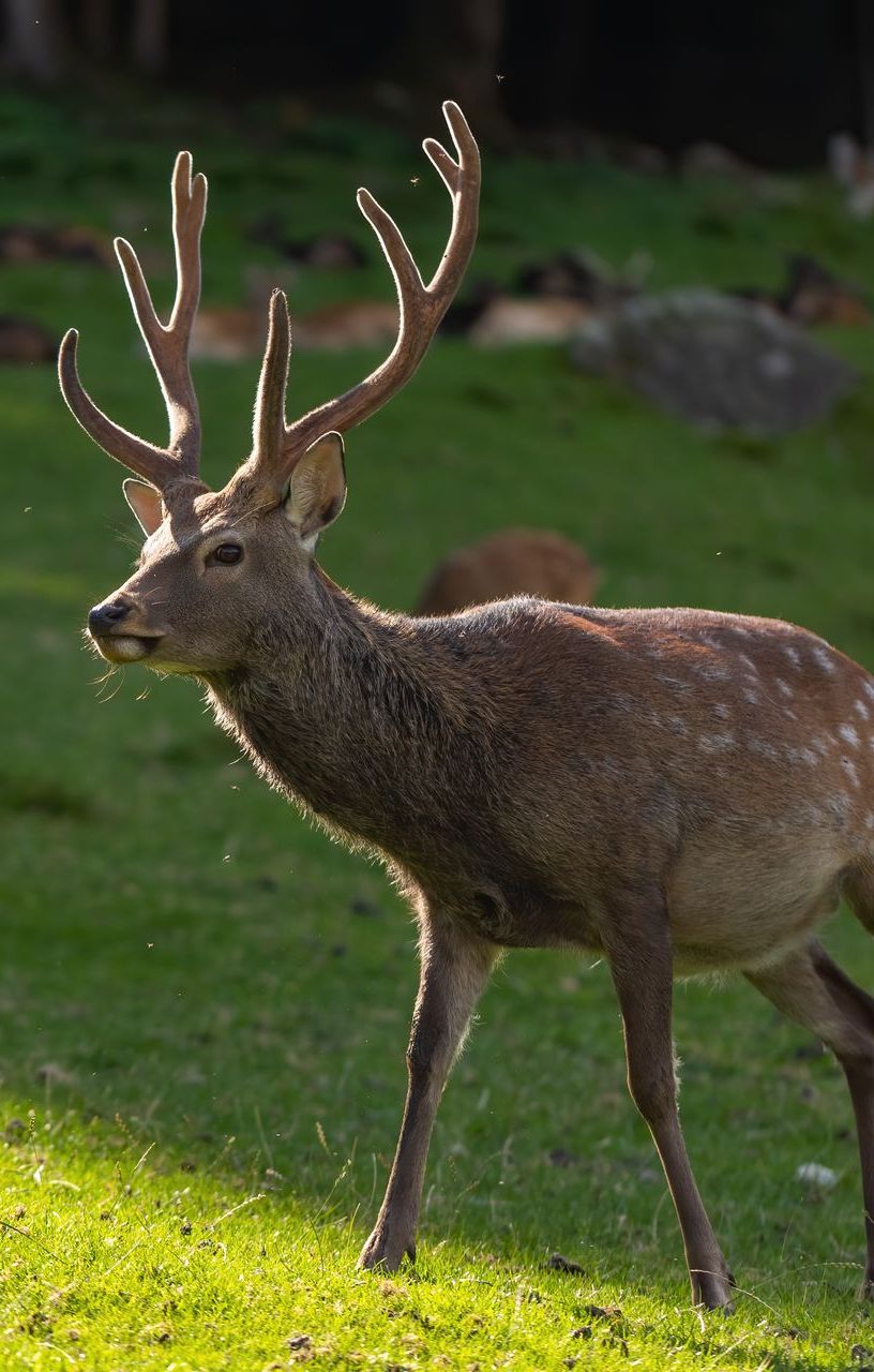 Hog Deer Hunting in Texas | Ranger Ridge