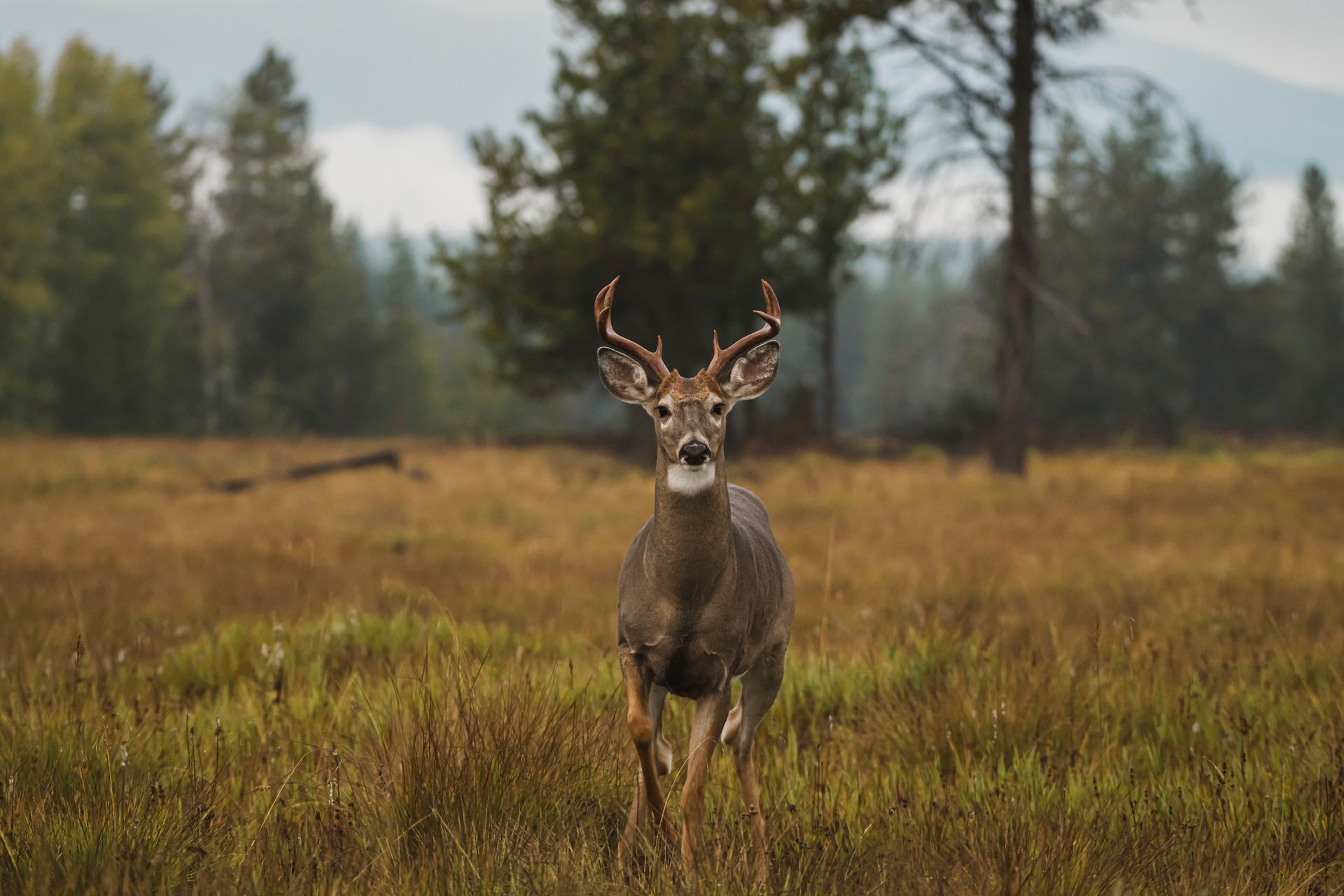 Hunting for Physical Fitness & Mental Health | Ranger Ridge