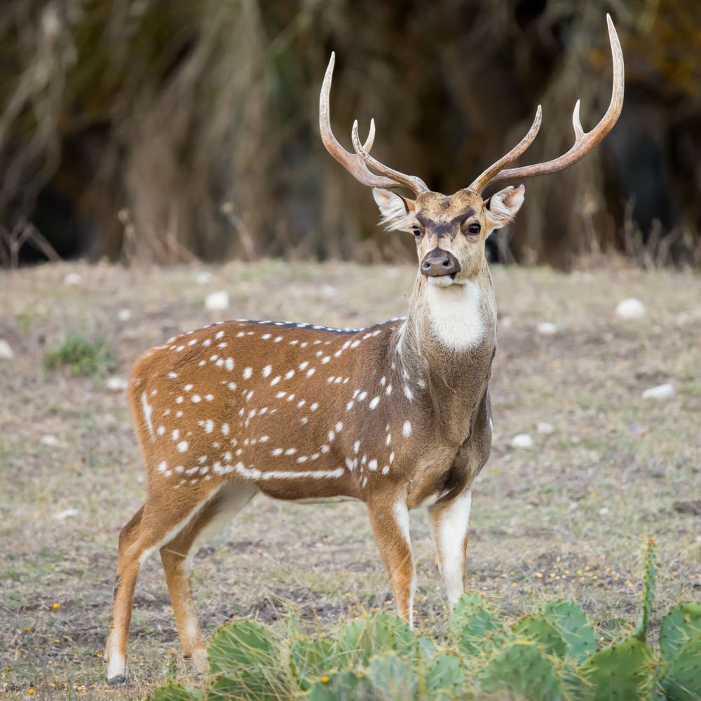 Hog Deer Hunting in Texas | Ranger Ridge