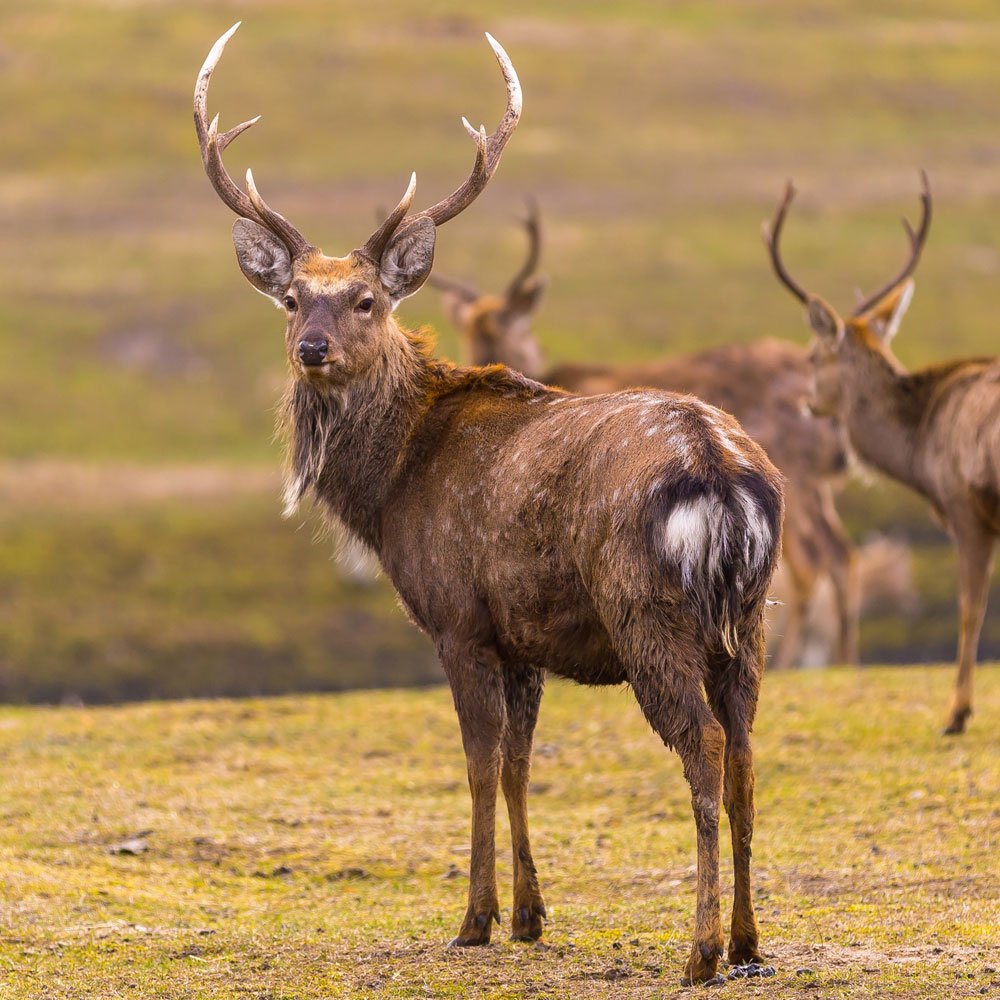 Hog Deer Hunting in Texas | Ranger Ridge