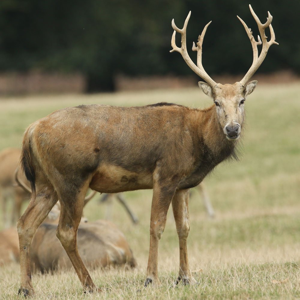 Hog Deer Hunting in Texas | Ranger Ridge