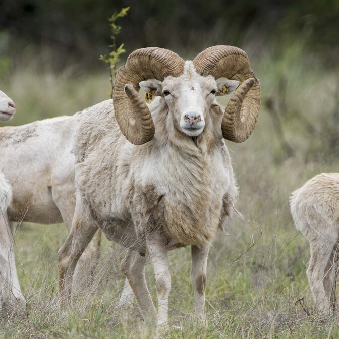 Sheep Hunting in Texas | Ranger Ridge